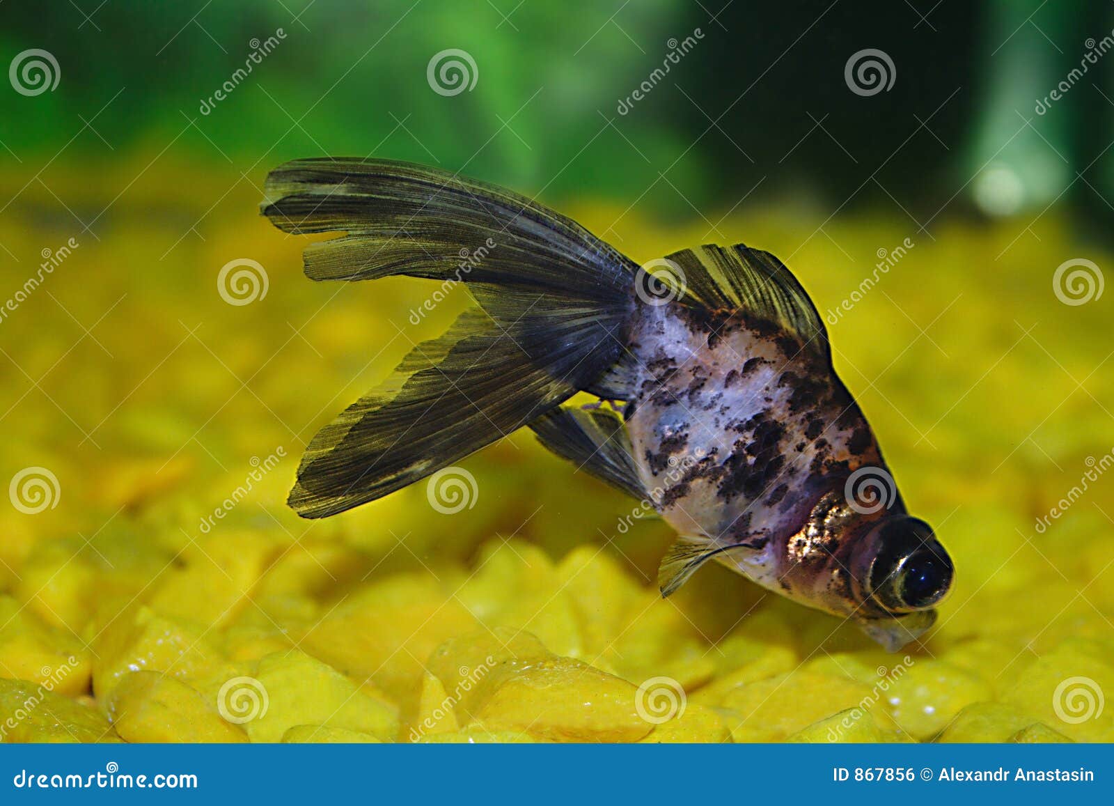 Small is fish stock photo. Image of reef, fins, salt, nature - 867856