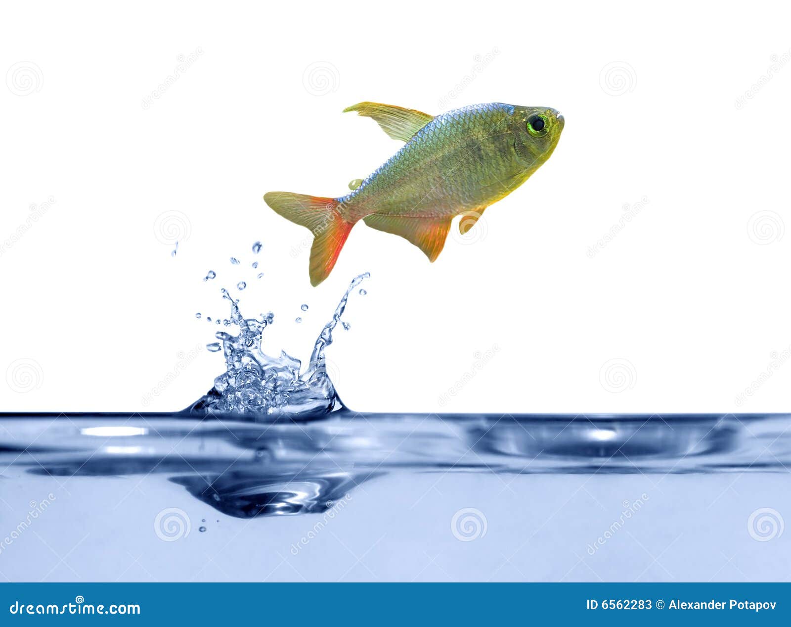 Small Fish Above Blue Water Stock Image - Image of orange, design: 6562283
