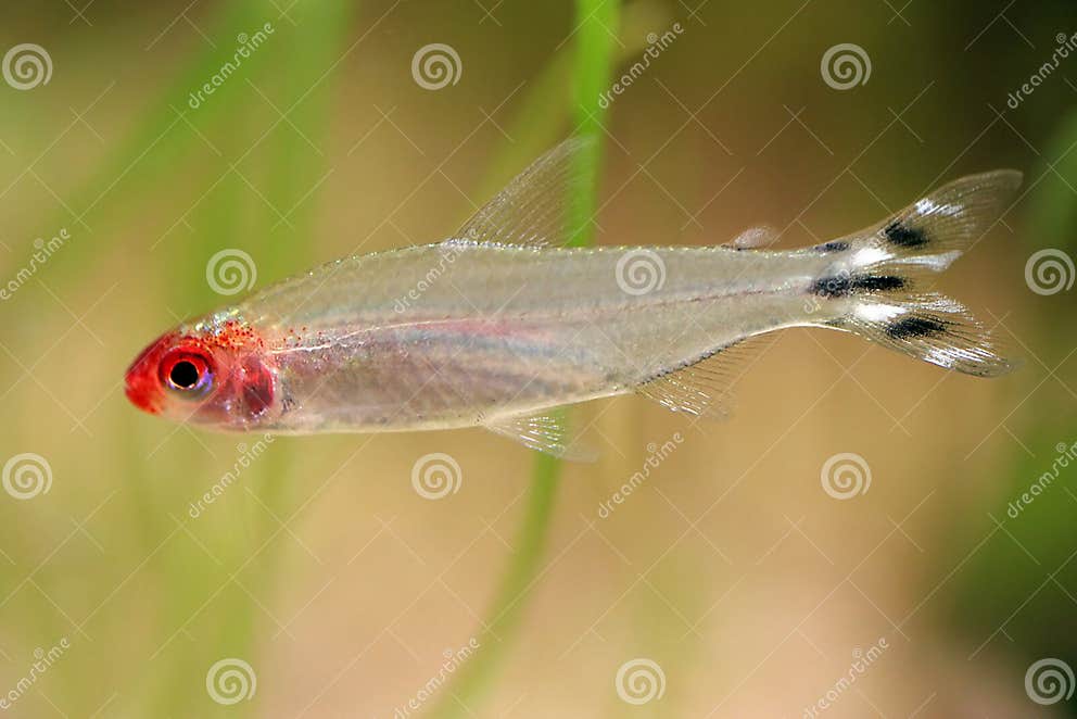 Small fish in the aquarium stock image. Image of insulated - 2300363