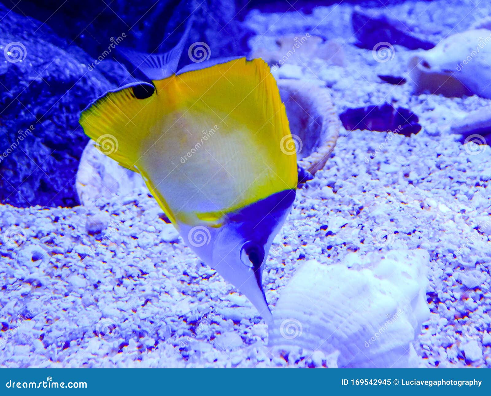 Yellow and Blue Fish stock image. Image of yellow, small - 169542945
