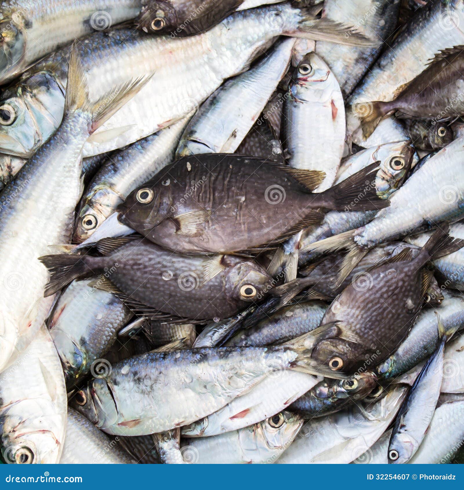 Small fish background stock image. Image of basket, healthy - 32254607