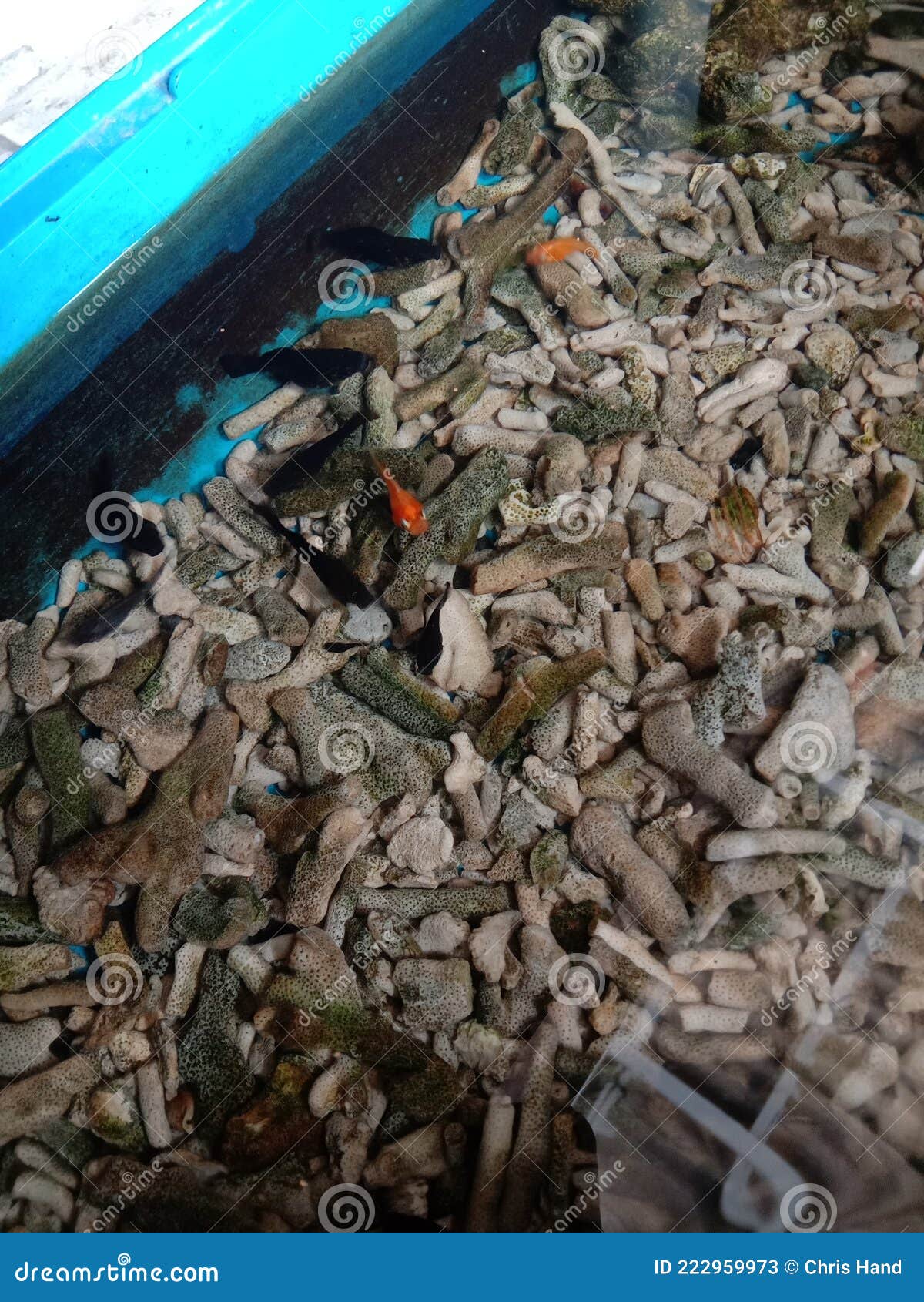 Small Fish and Beach Coral stock image. Image of small - 222959973