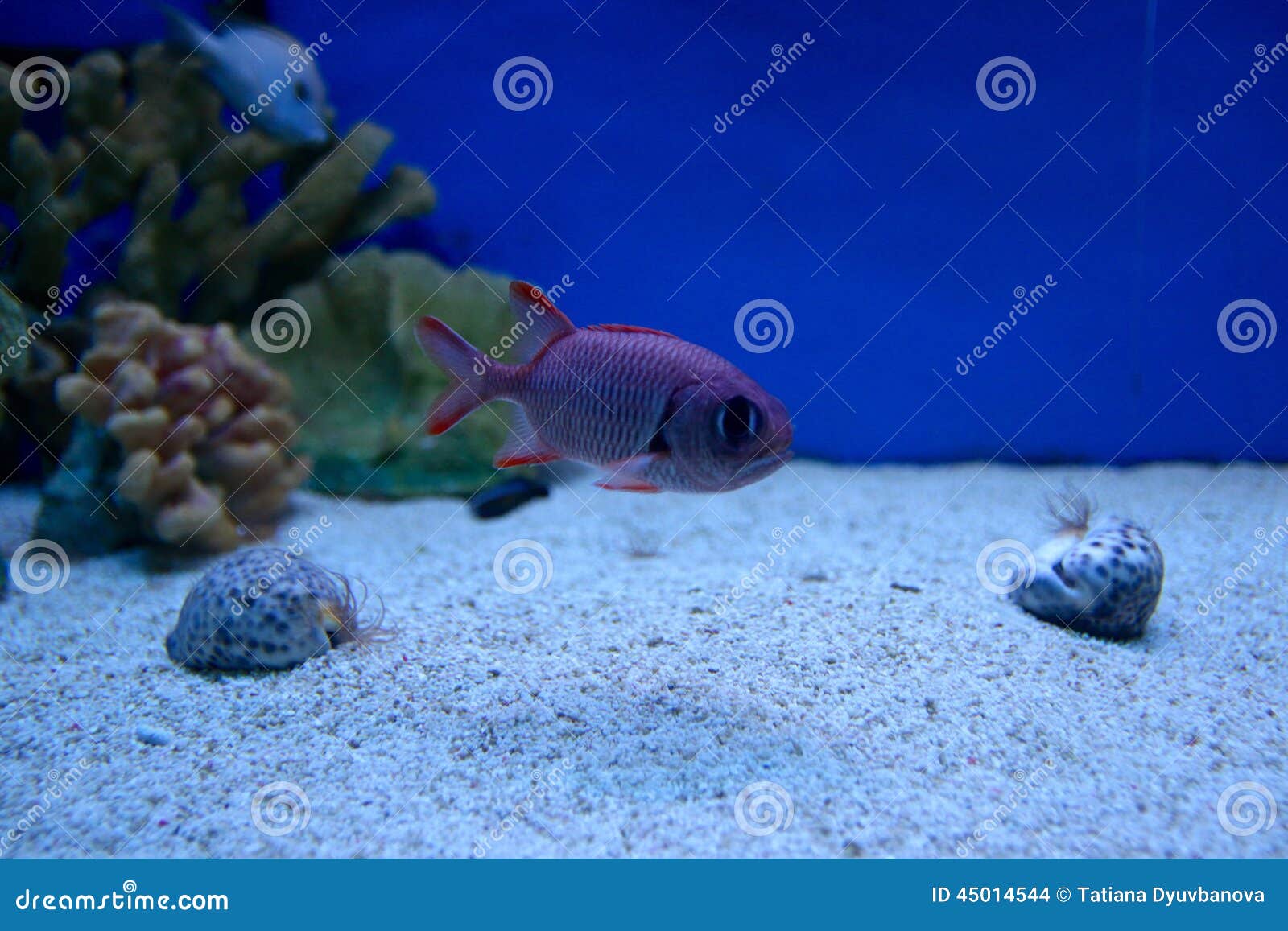 Small fish editorial stock image. Image of small, sand - 45014544