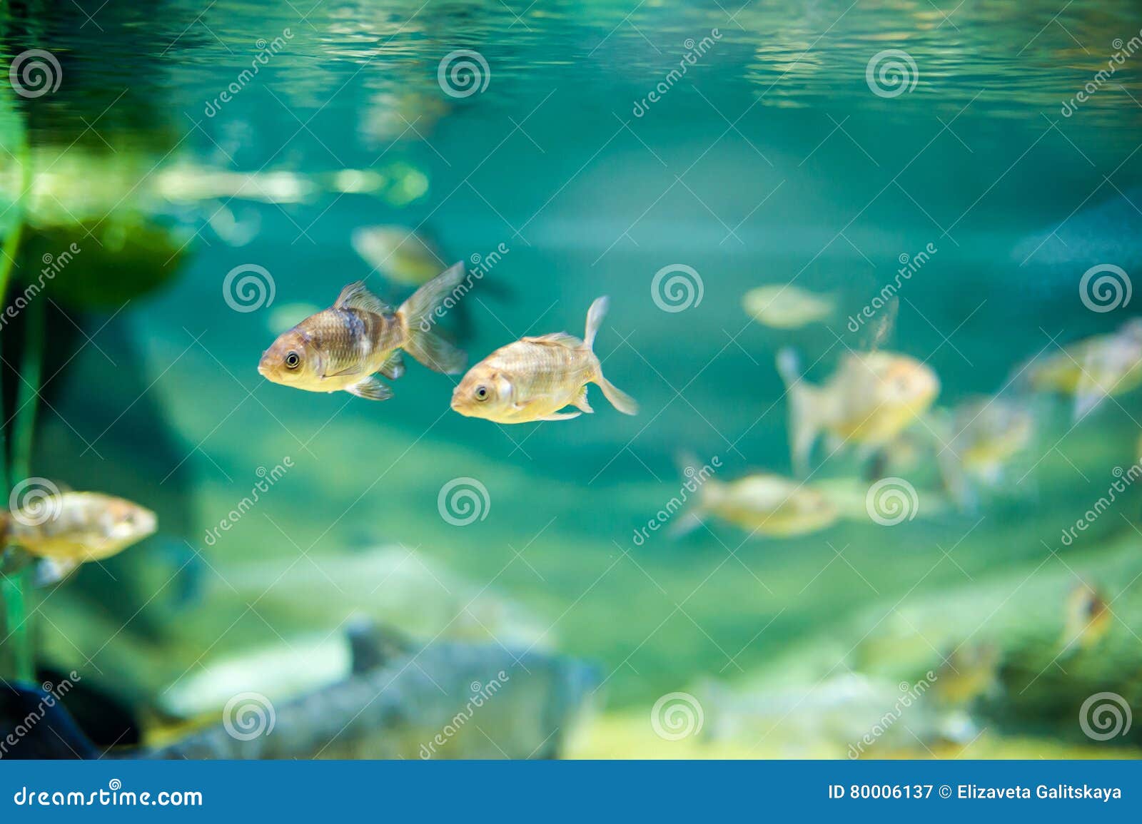Small fish with a big tail stock image. Image of movement - 80006137