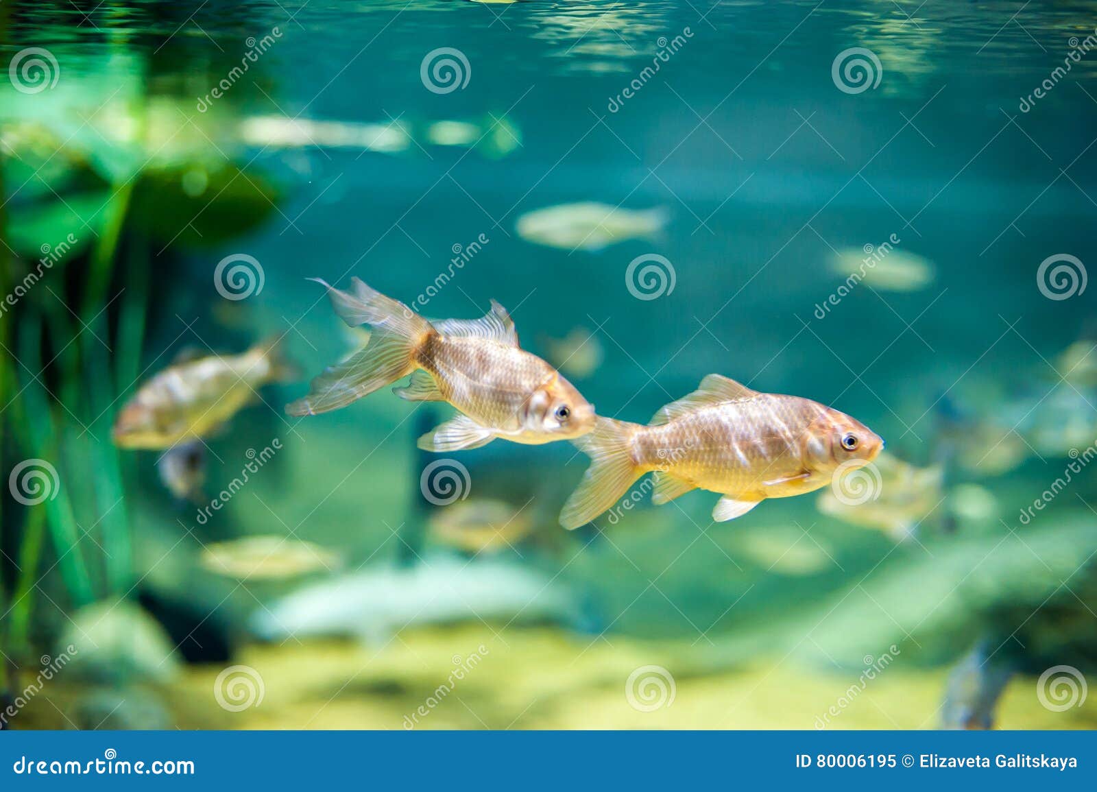 Small fish with a big tail stock image. Image of black - 80006195