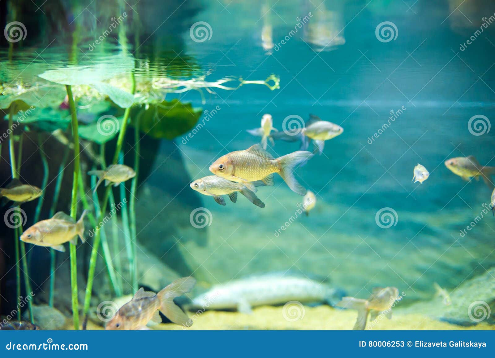 Small fish with a big tail stock image. Image of aquarium - 80006253