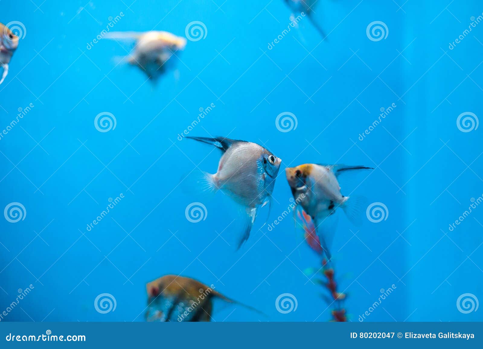 Small fish with a big tail stock image. Image of animal - 80202047