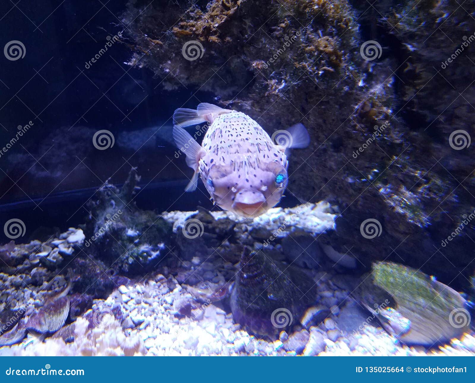 Small Fish with Blue Eyes in Water Stock Photo - Image of water, fish ...