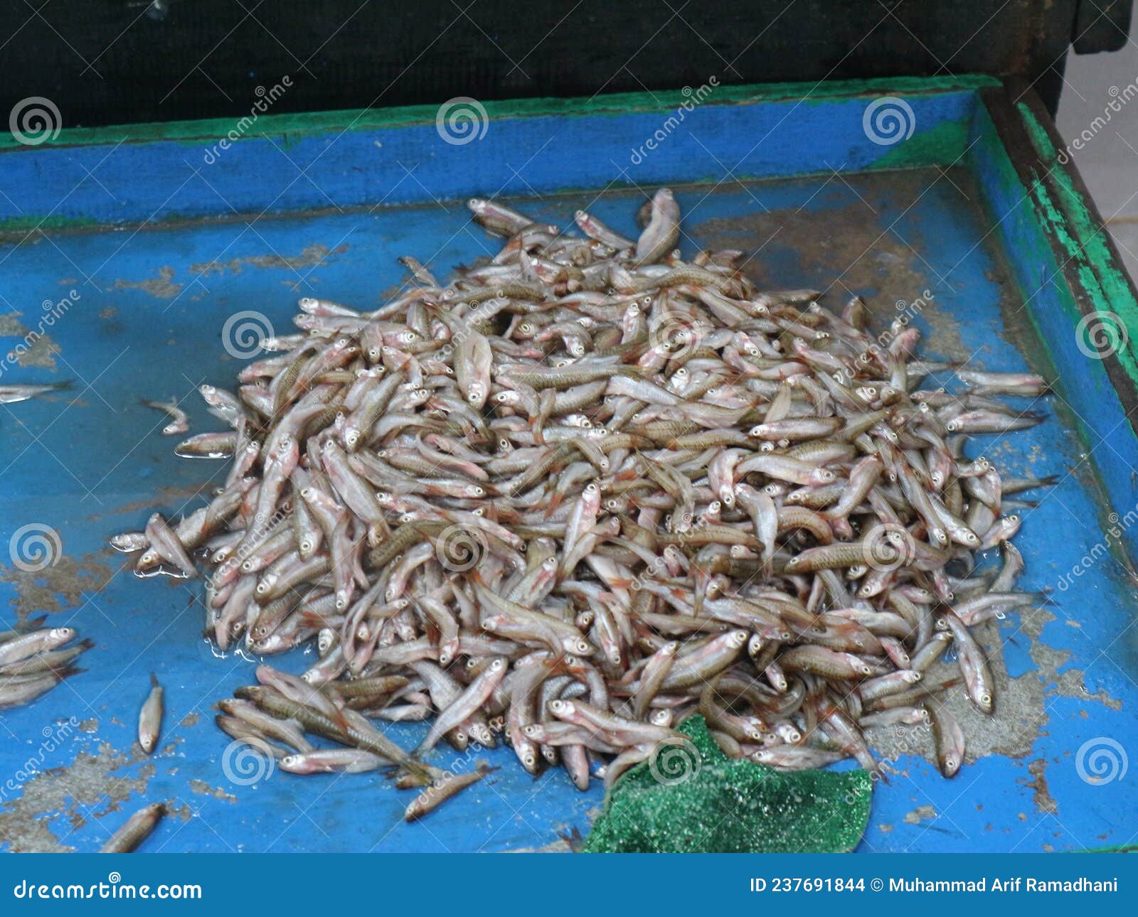 Small fish on blue rak. stock photo. Image of cuisine - 237691844
