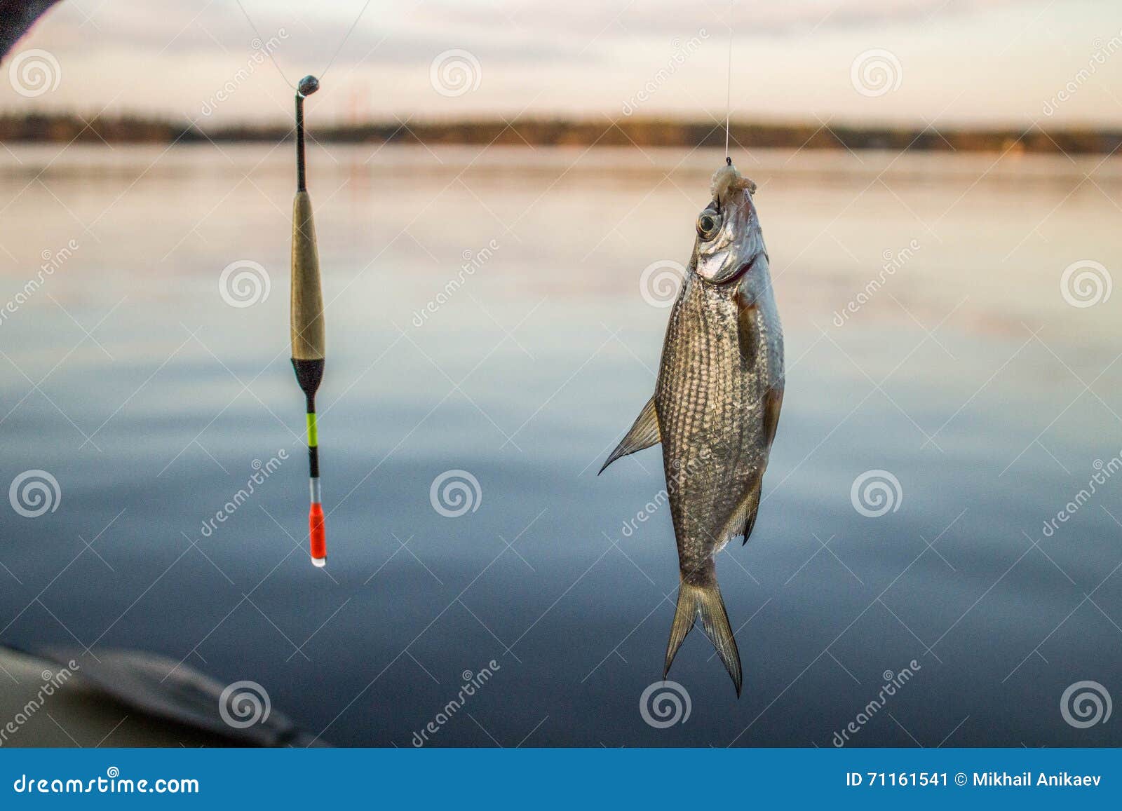 Small Fish Bream on the Hook with Bobber Stock Image - Image of fish ...