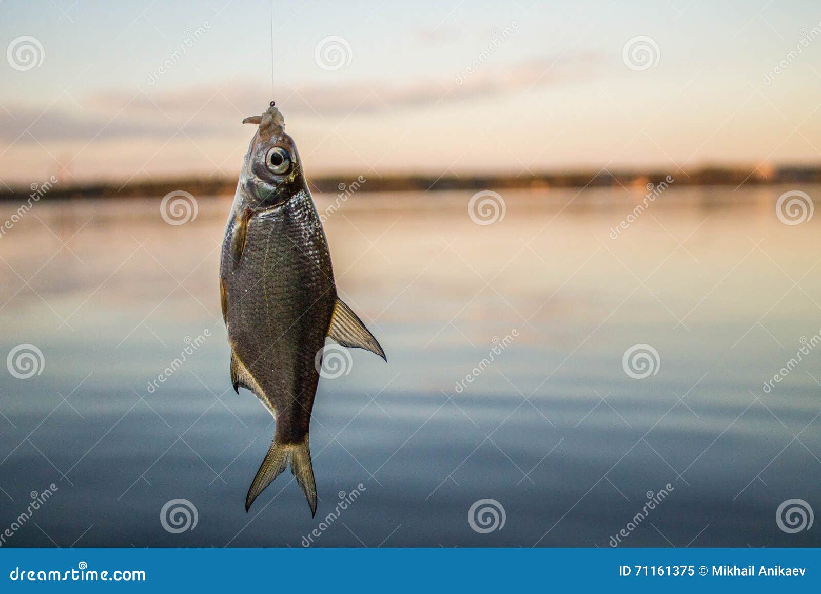 Small Fish Bream on the Hook Stock Image - Image of fish, nature: 71161375