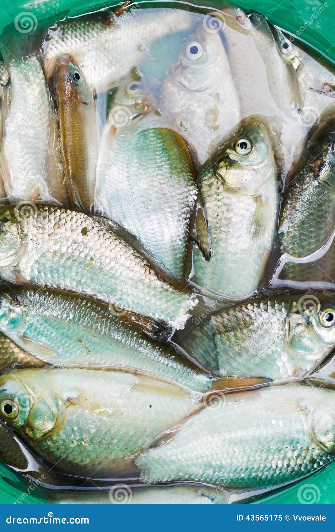 Small Fish Caught in Green Bucket Stock Image - Image of yield ...