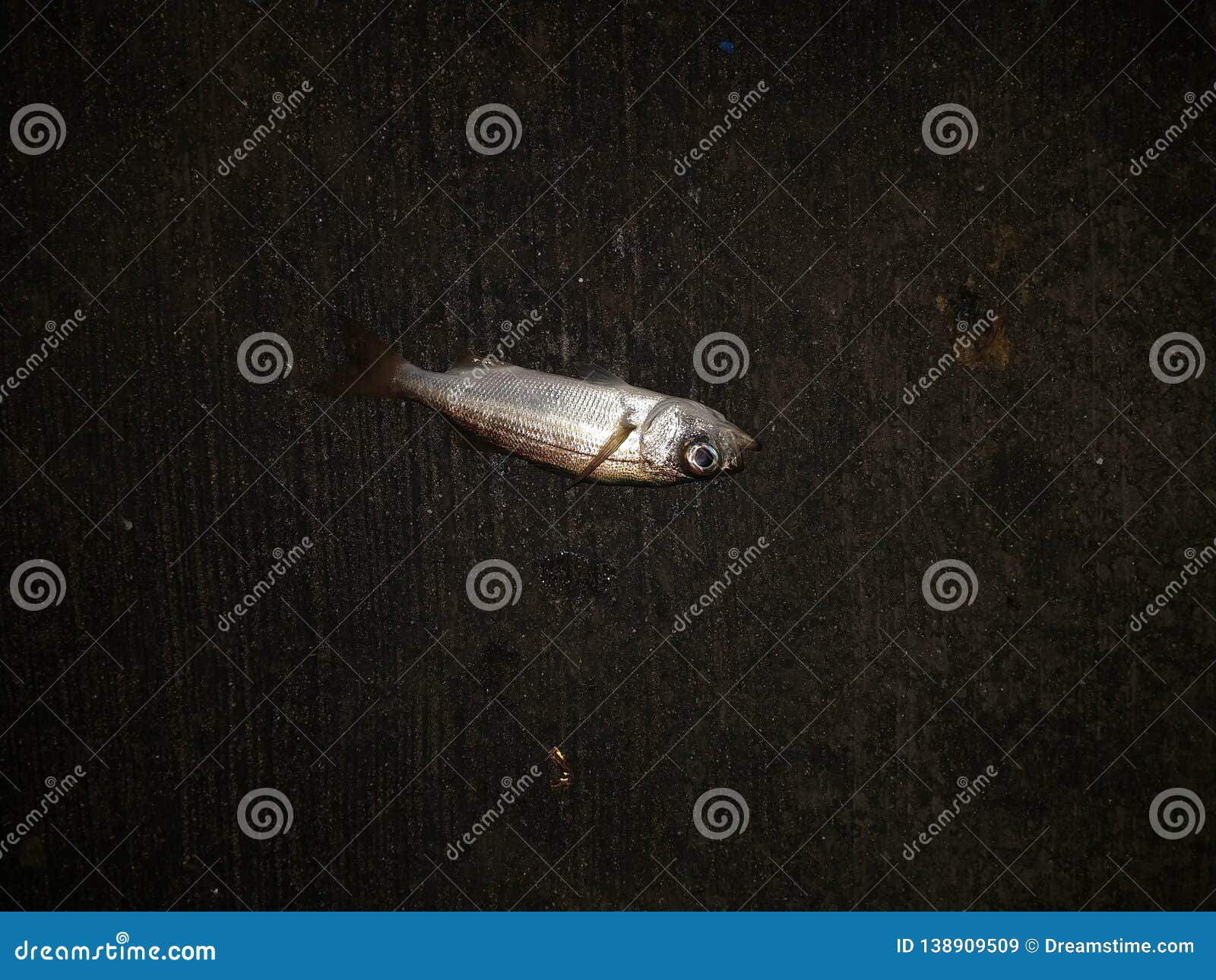 Little Fish stock image. Image of pier, fish, caught - 138909509