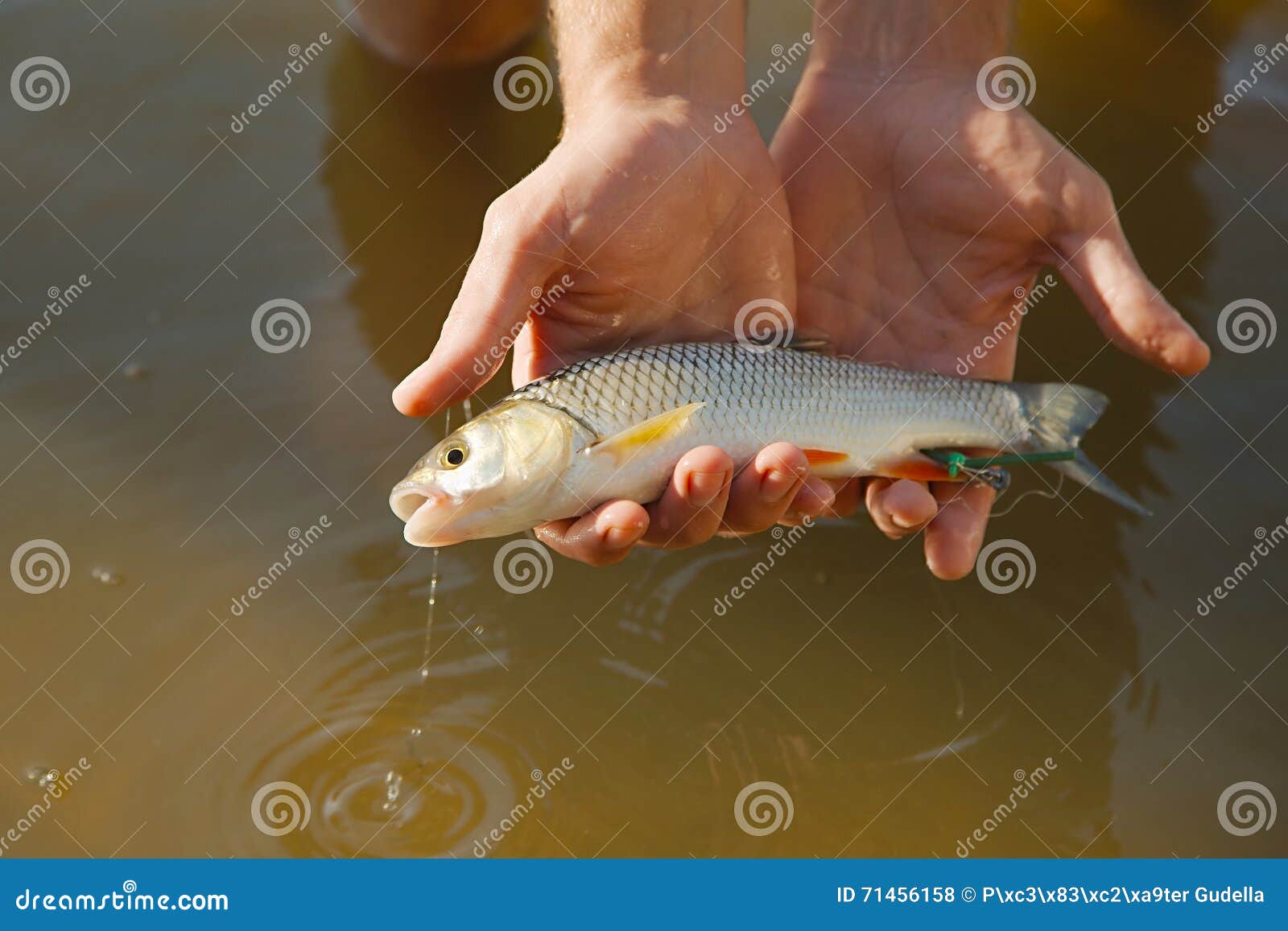 Small fish caught stock photo. Image of fishing, line - 71456158