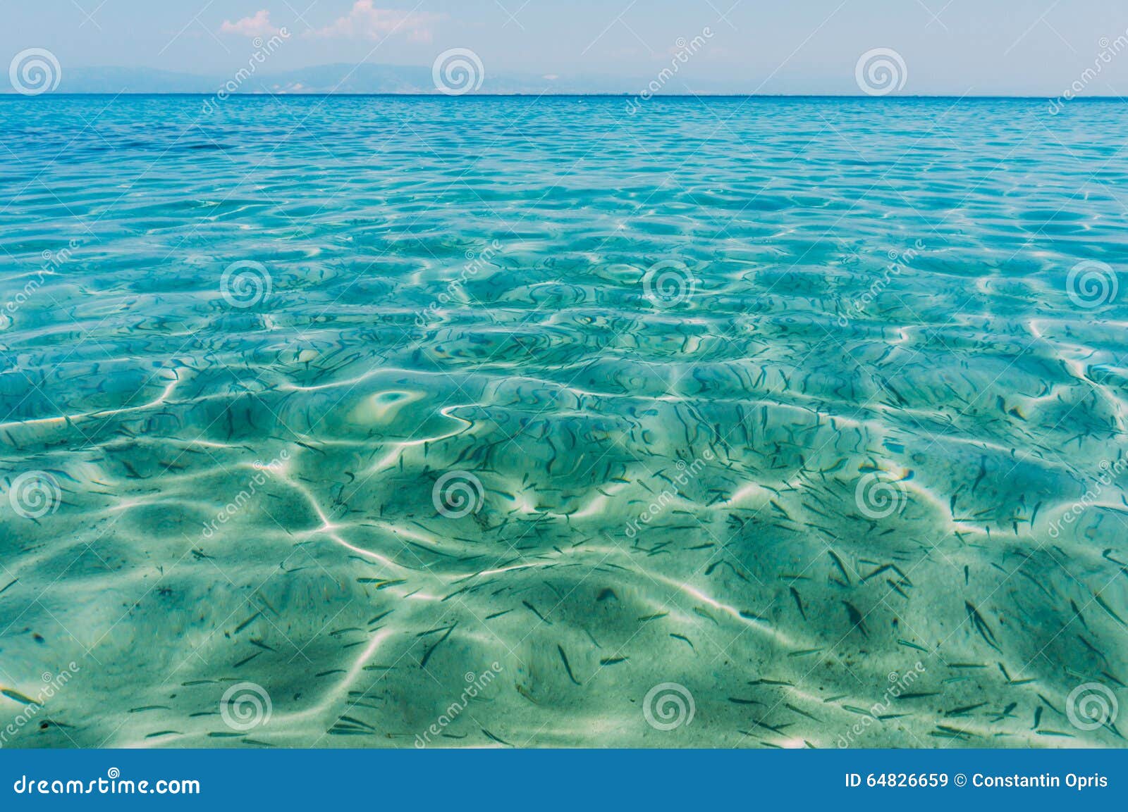 Small fish in clear waters stock image. Image of fish - 64826659