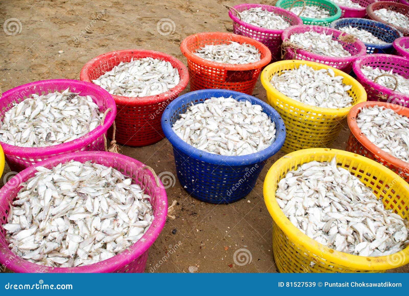 Small Fish in Colorful Bucket Stock Image - Image of plant, dust: 81527539