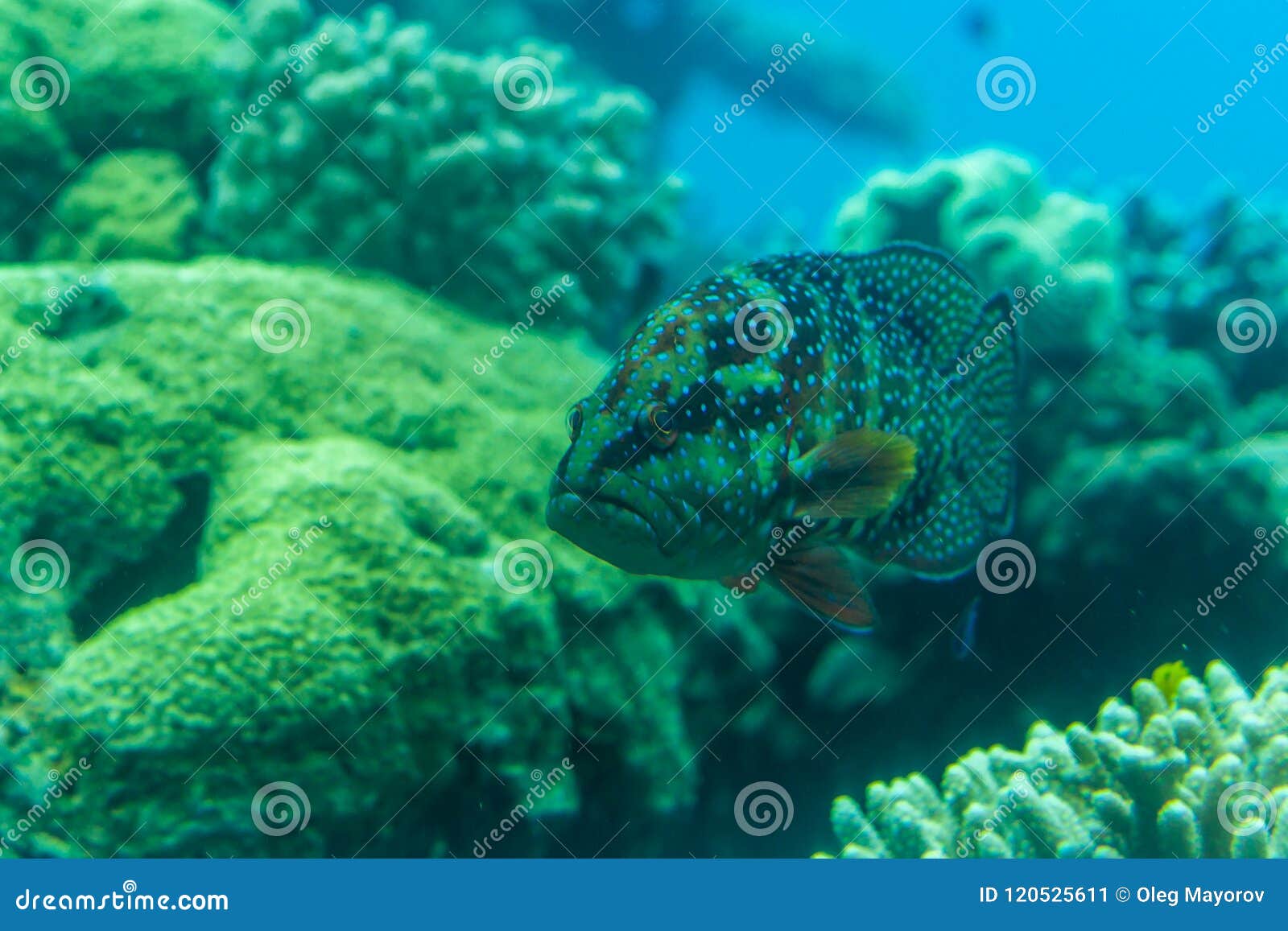 Small Fish and Colorfull Coral Under the Sea. Stock Image - Image of ...