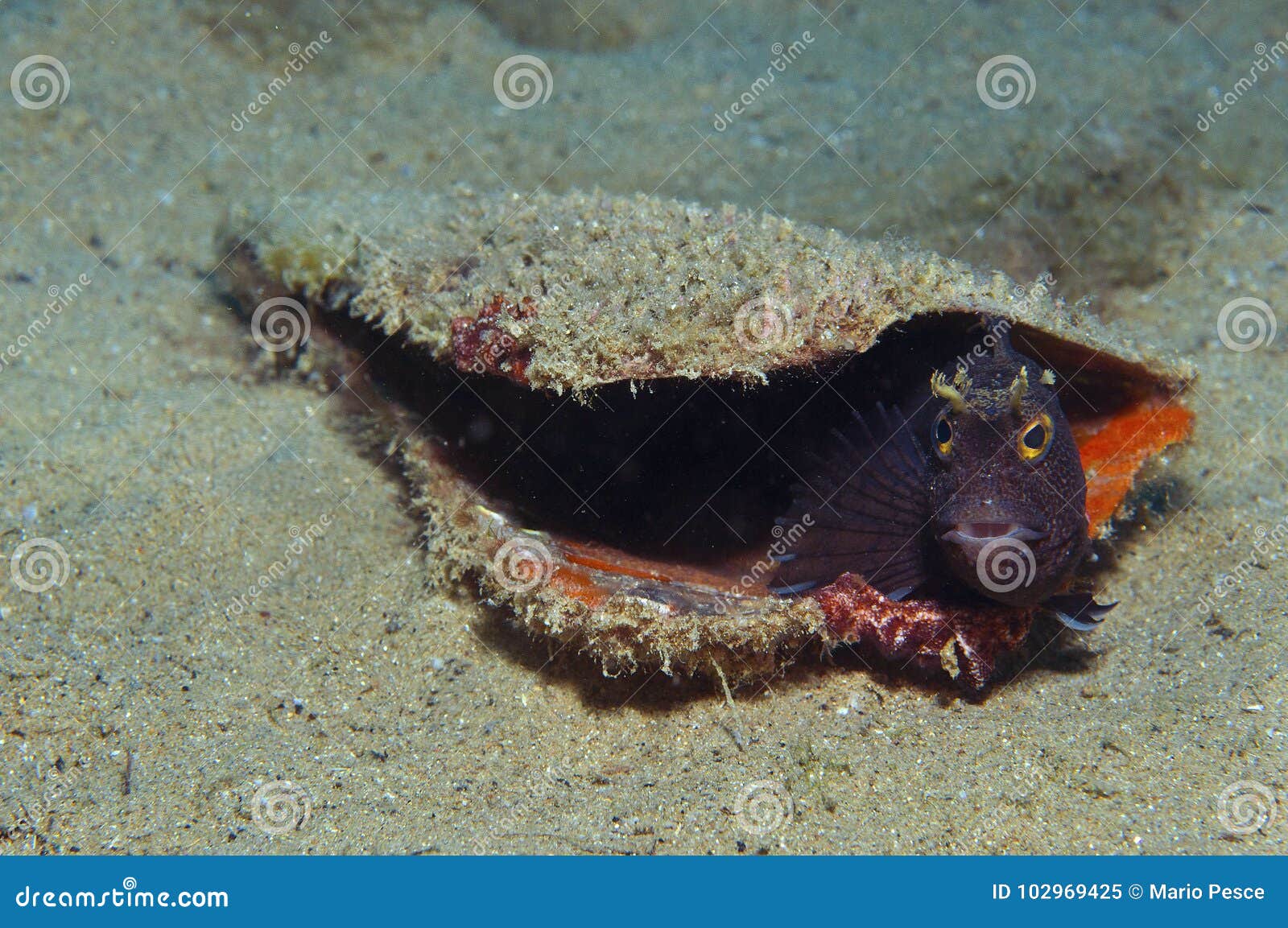 A Small Fish Comes Out on the Rock Stock Image - Image of fauna ...