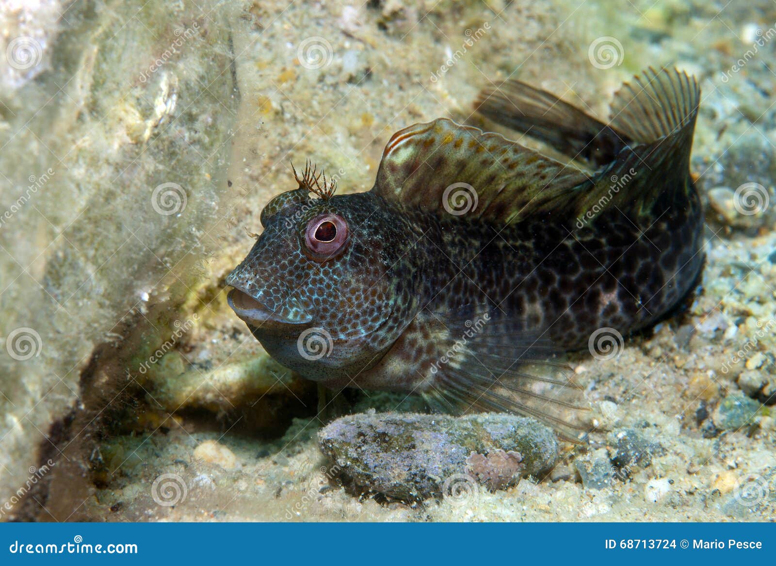 A Small Fish Comes Out on the Rock Stock Photo - Image of head, water ...