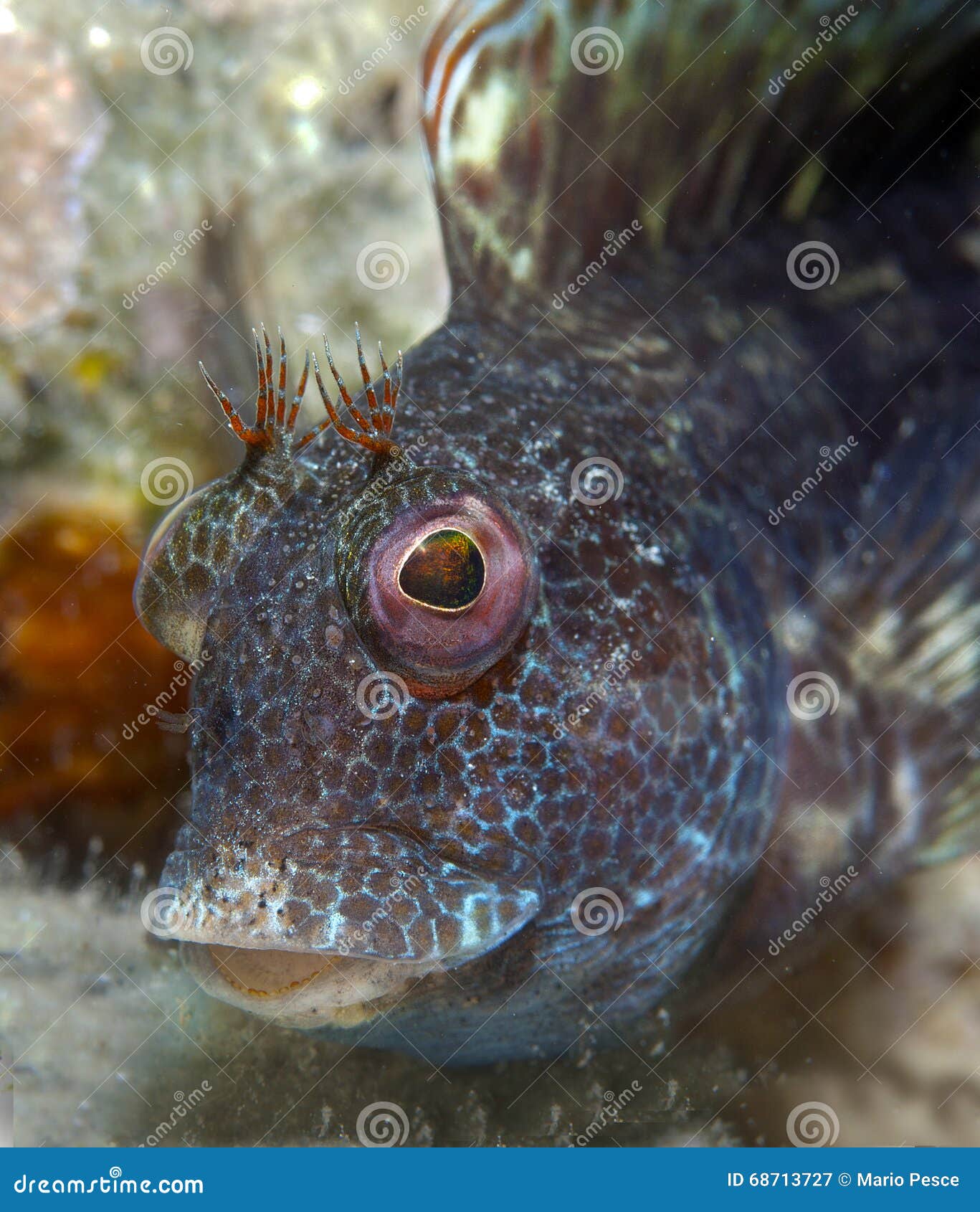 A Small Fish Comes Out on the Rock Stock Image - Image of life, water ...