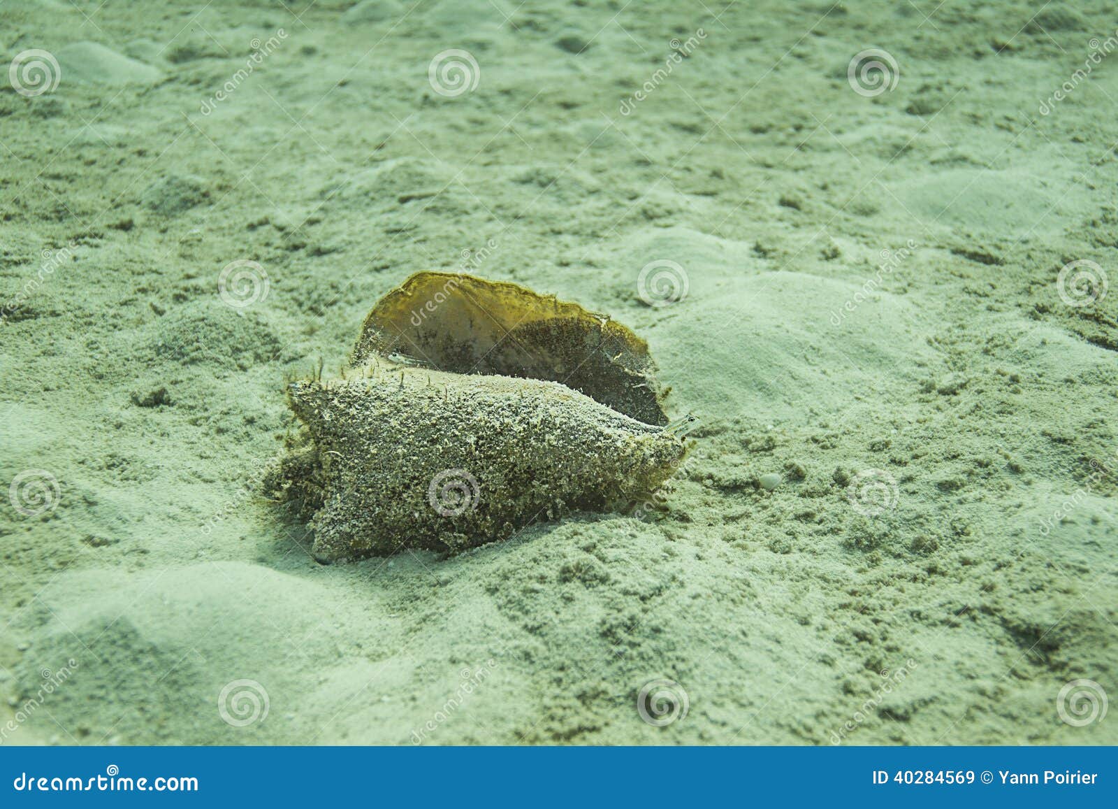 Small fish in a conch stock image. Image of reef, sand - 40284569