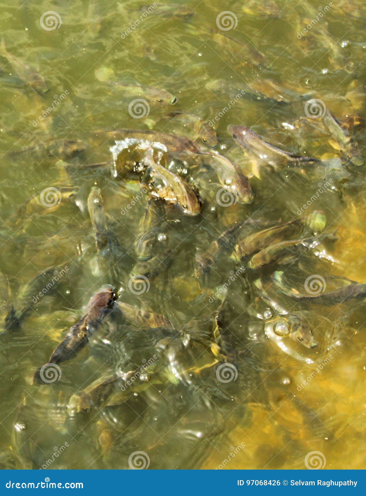 Koi Fish Crowd Royalty-Free Stock Photo | CartoonDealer.com #140701575