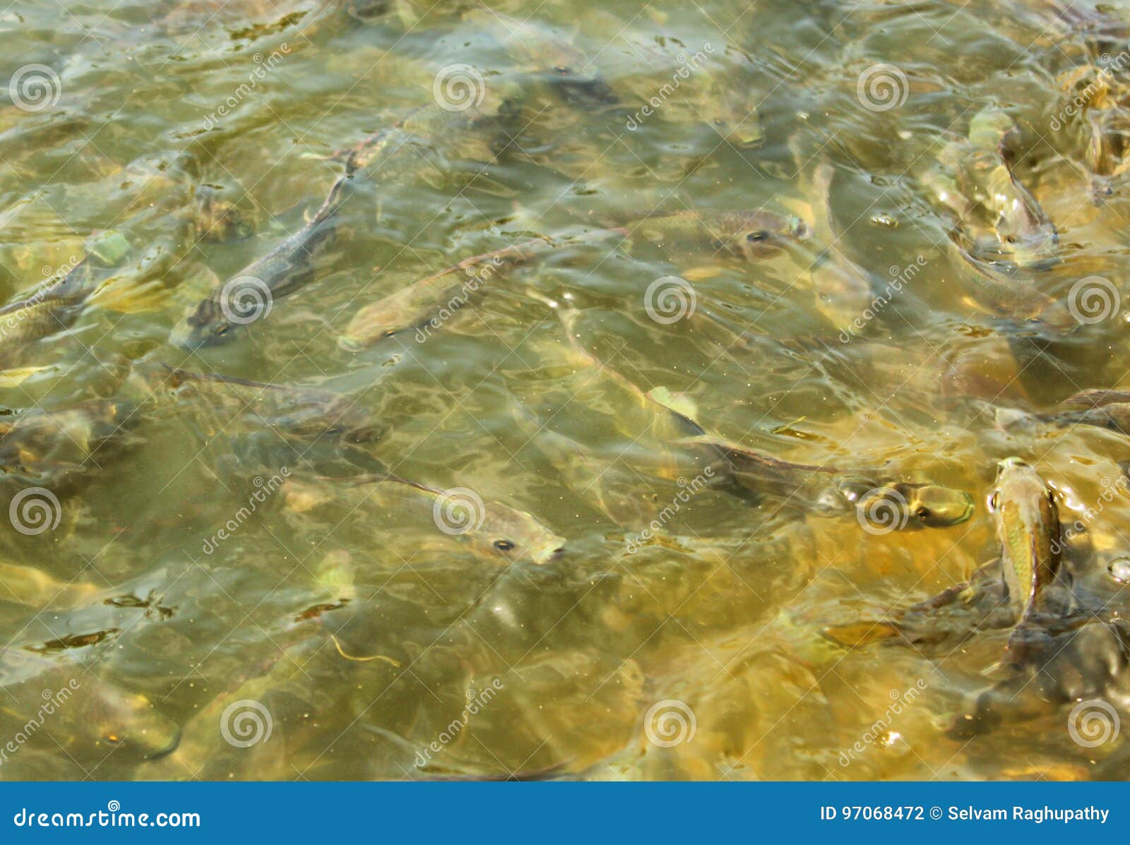 Koi Fish Crowd Royalty-Free Stock Photo | CartoonDealer.com #140701575