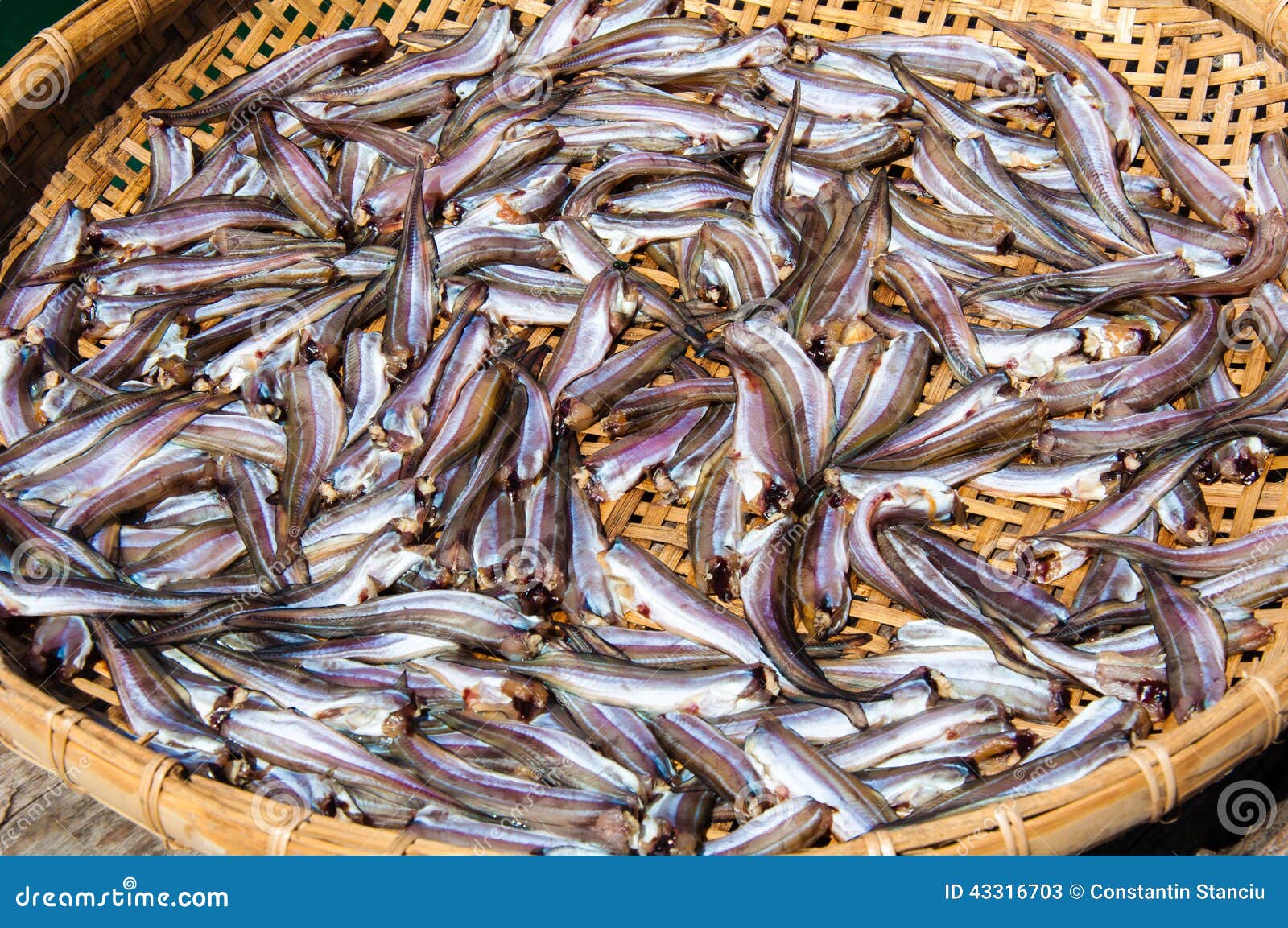 Small Fish Drying on Bamboo Basket in the Sun Stock Image - Image of ...