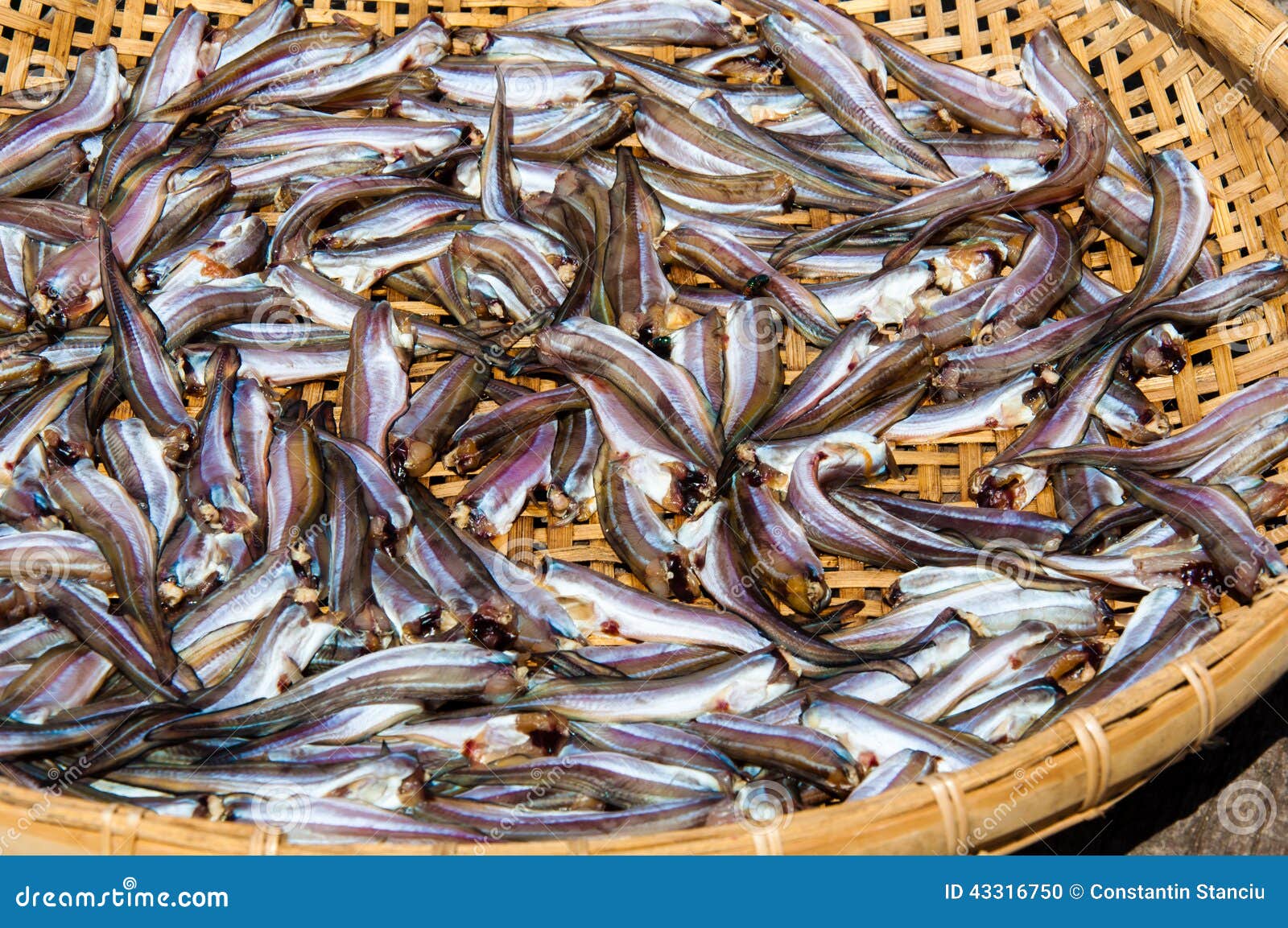 Small Fish Drying on Bamboo Basket in the Sun Stock Photo - Image of ...