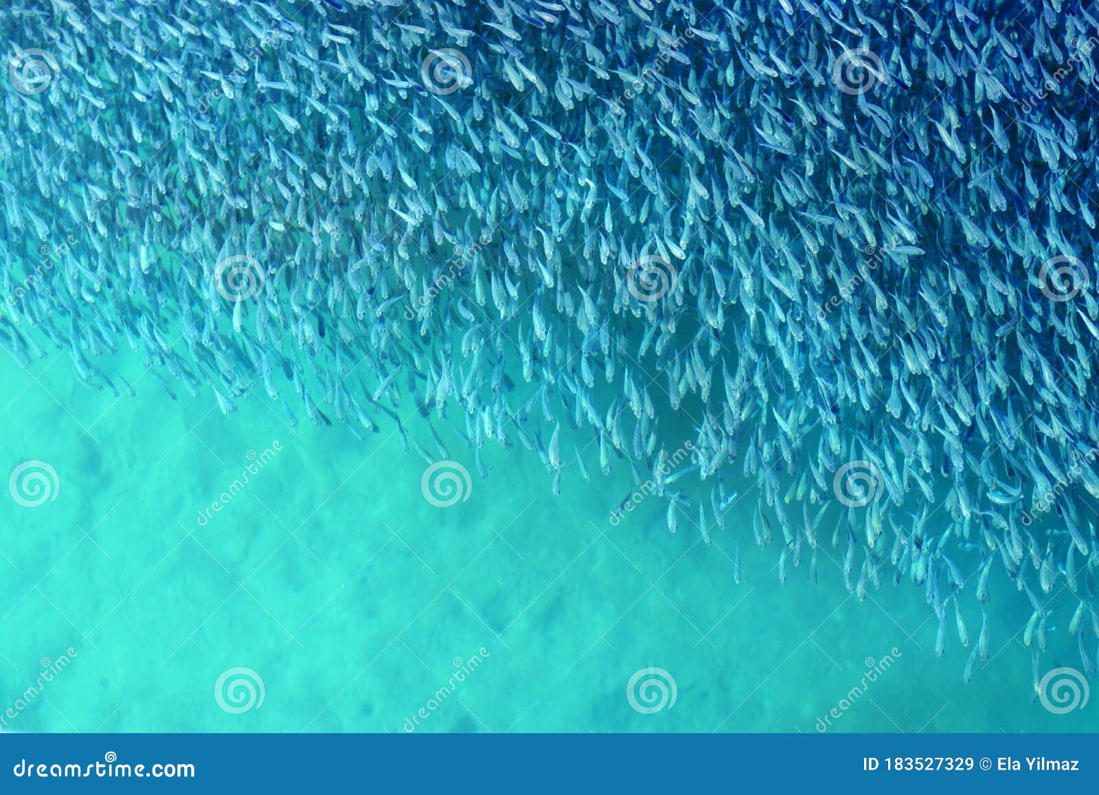 Small Fish Flock Top View Above Water Surface Stock Image - Image of ...