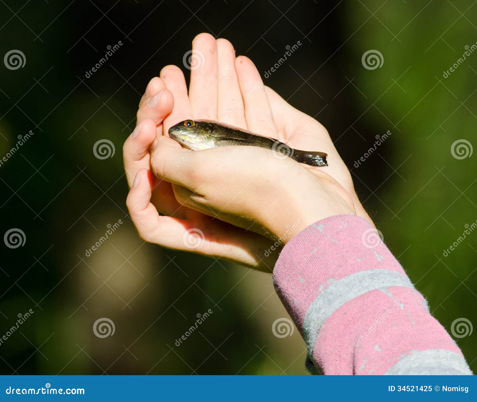 Small fish in girls hands stock image. Image of blue - 34521425