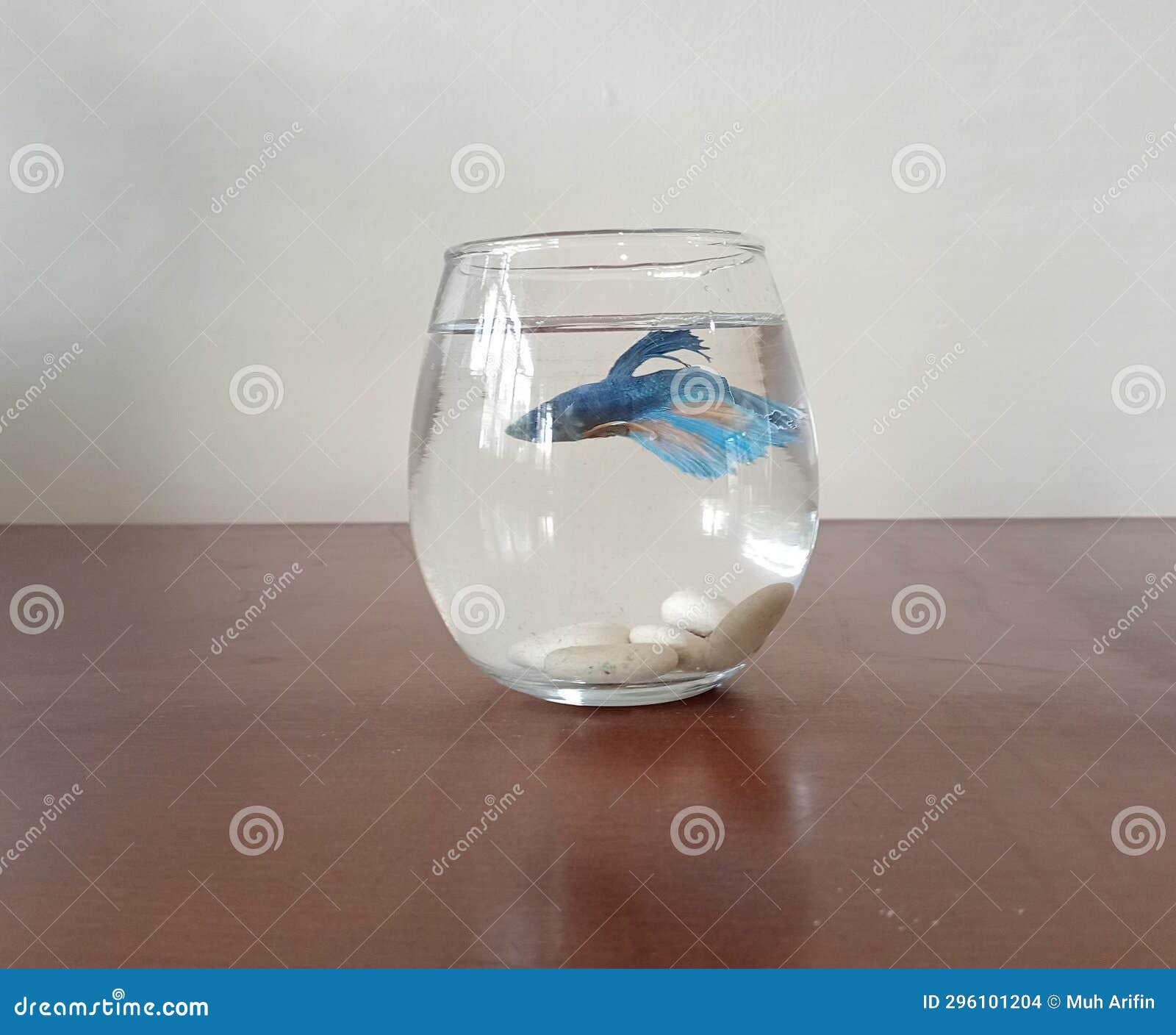 A Small Fish in a Glass Cup Elone Stock Photo - Image of fish, elone ...