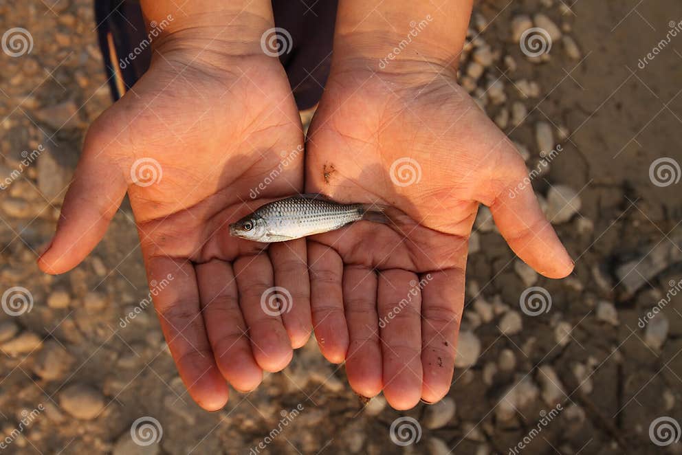 Small fish on hand stock photo. Image of broken, landscape - 24537568