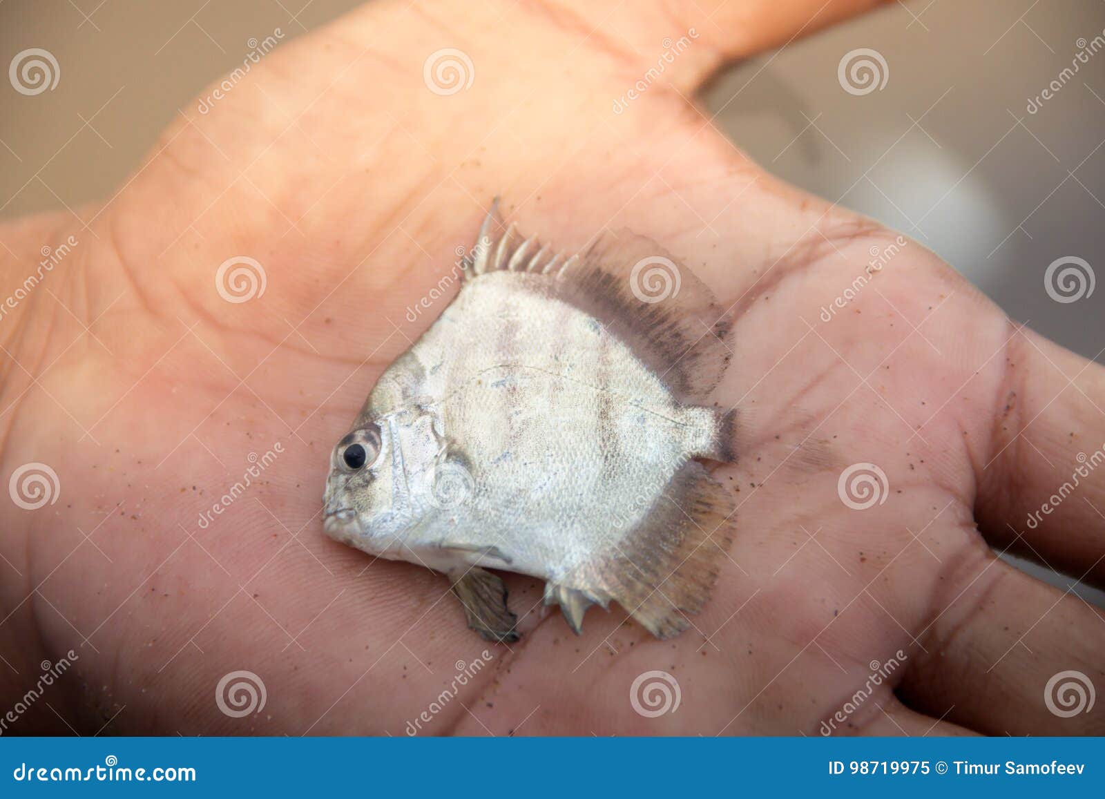Small Fish in Hand of Fisherman Stock Image - Image of tiny, caught ...