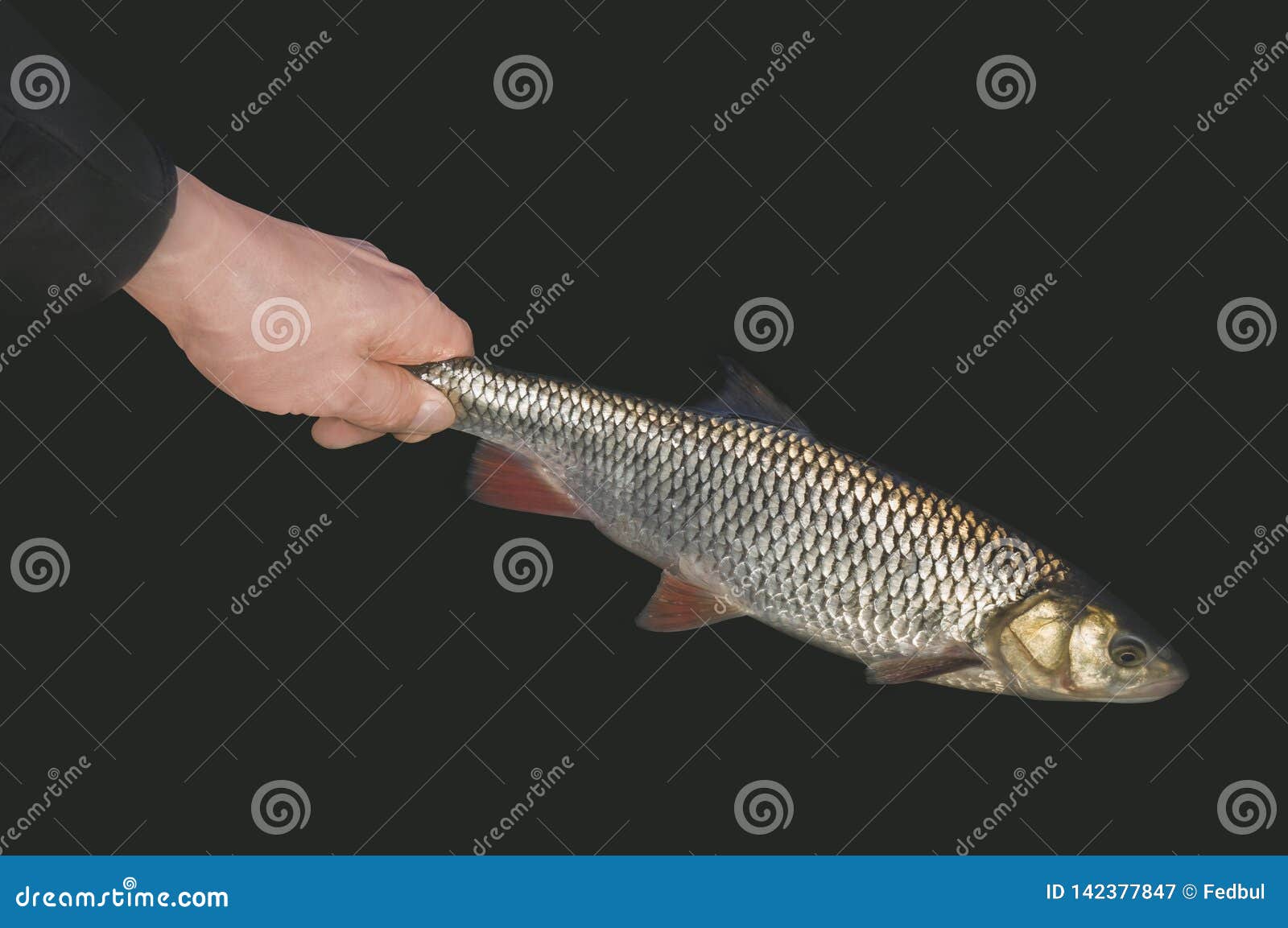 Small Fish in Hand. Releasing Chub in Water Stock Image - Image of ...