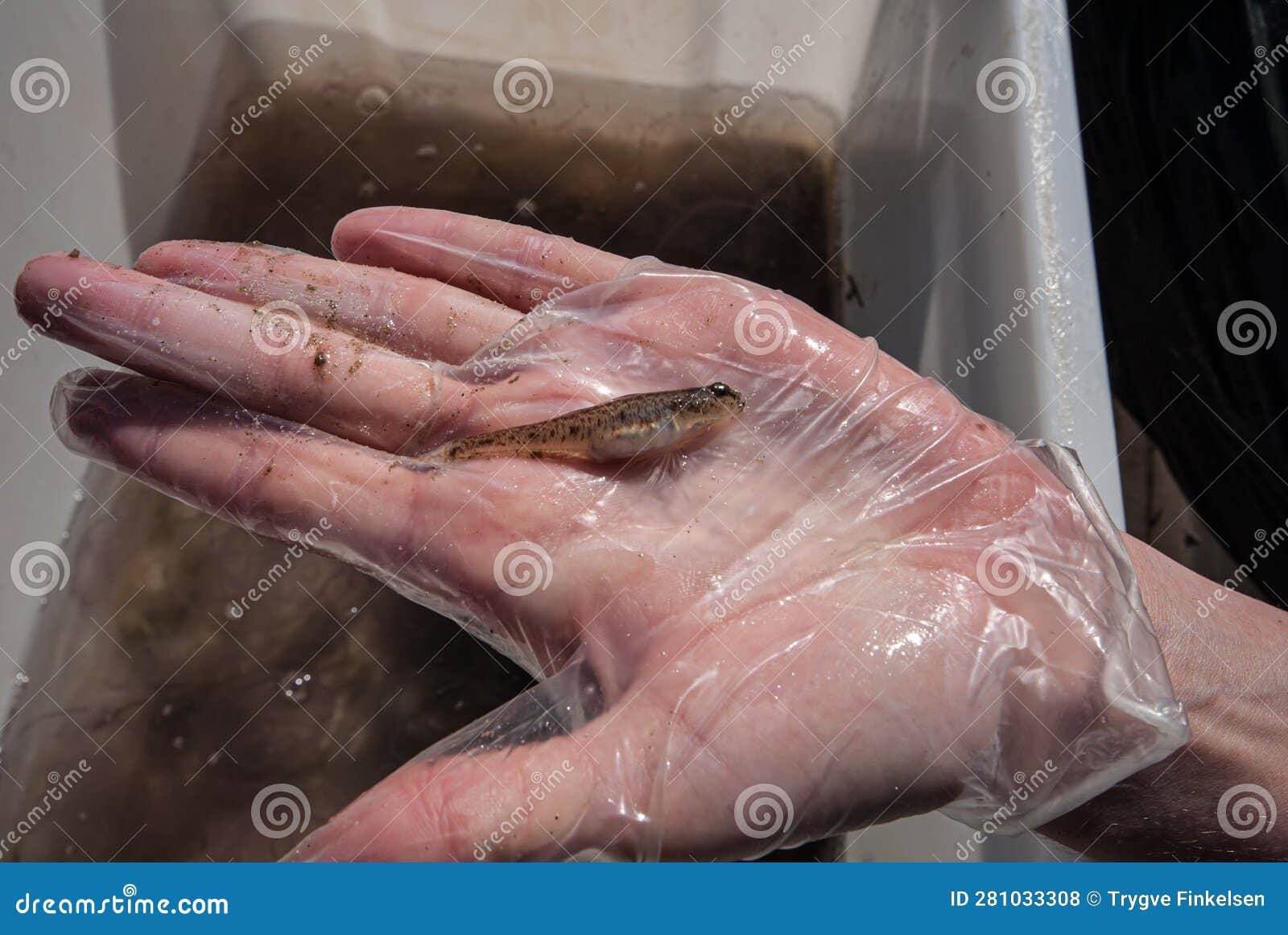 A Small Fish Held by a Hand in a Plastic Glove.. Stock Photo - Image of ...
