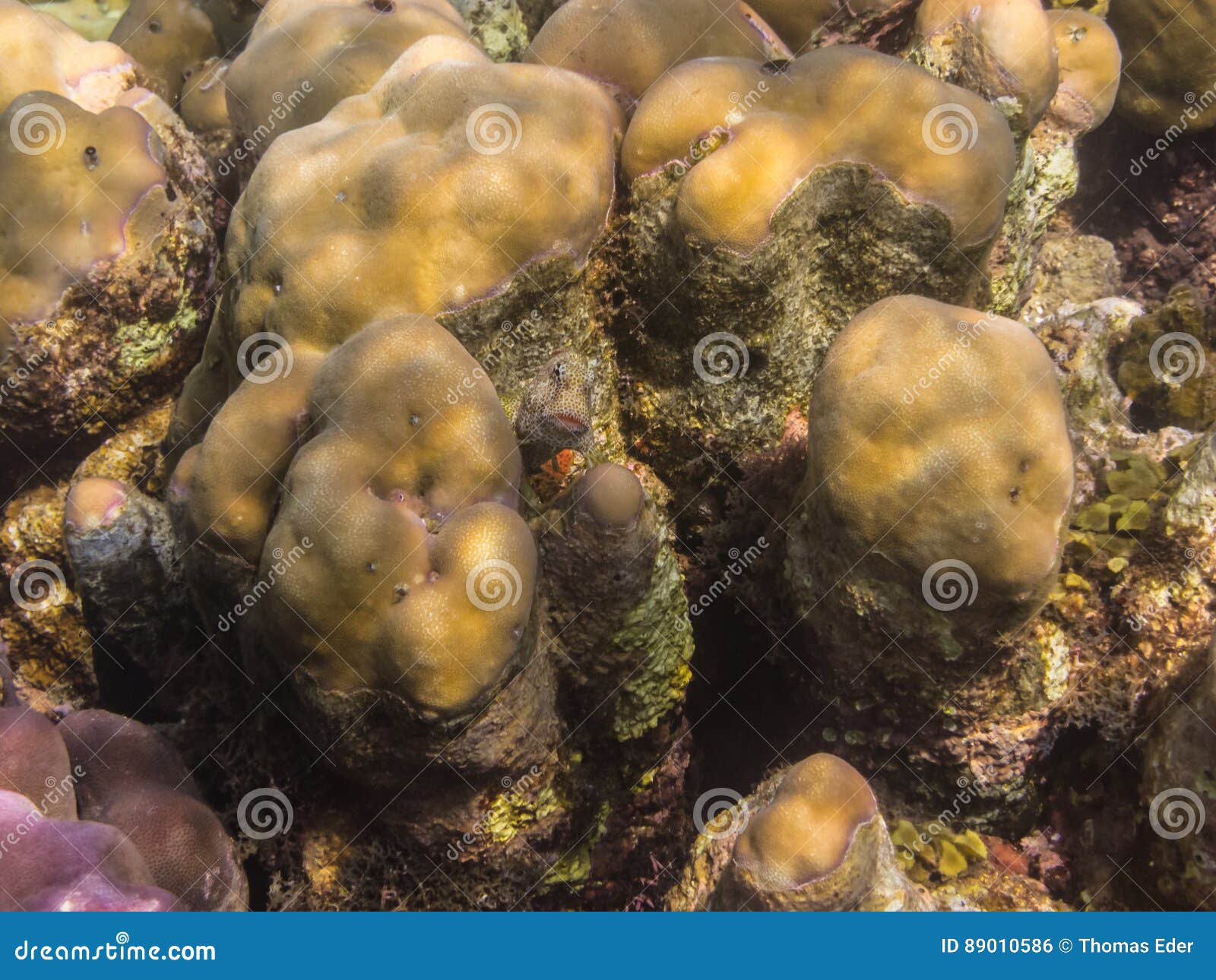 Small fish hiding stock photo. Image of colorful, salt - 89010586