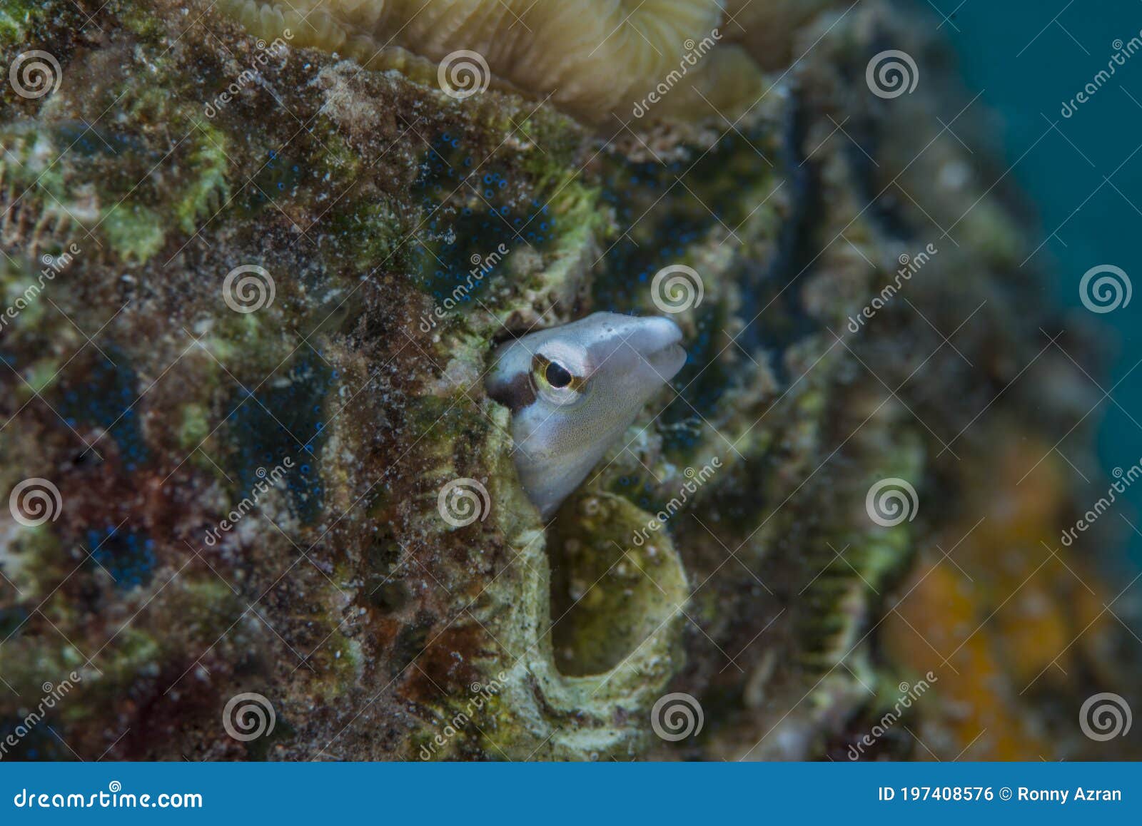 Small Fish Hiding in the Reef , Red Sea Stock Photo - Image of marine ...