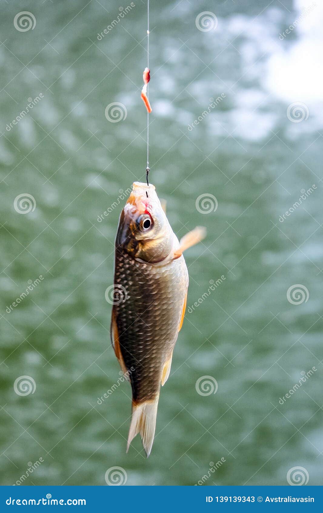 A Small Fish, Hooked, Fishermans Catch on Bait Stock Image - Image of ...