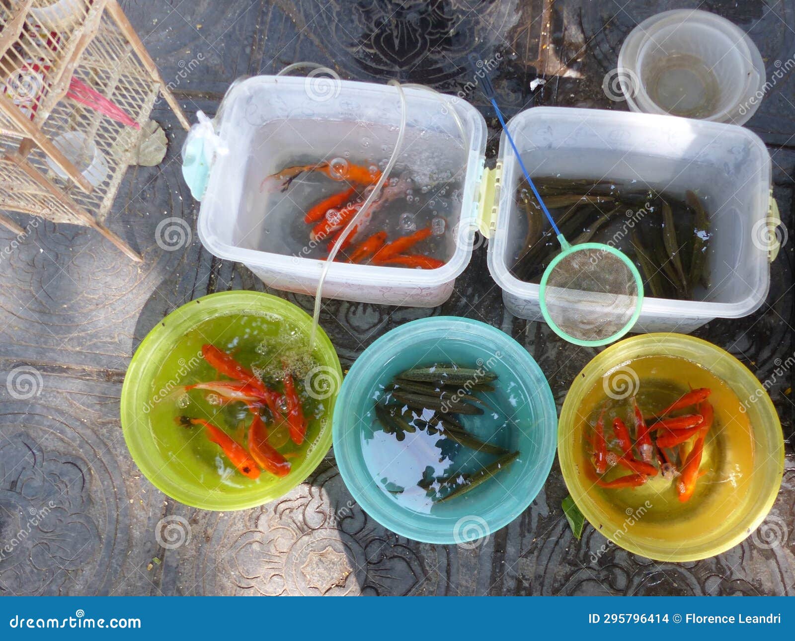 Small Fish Inside Plastic Basins on the Road in Hanoi, Vietnam. Stock ...
