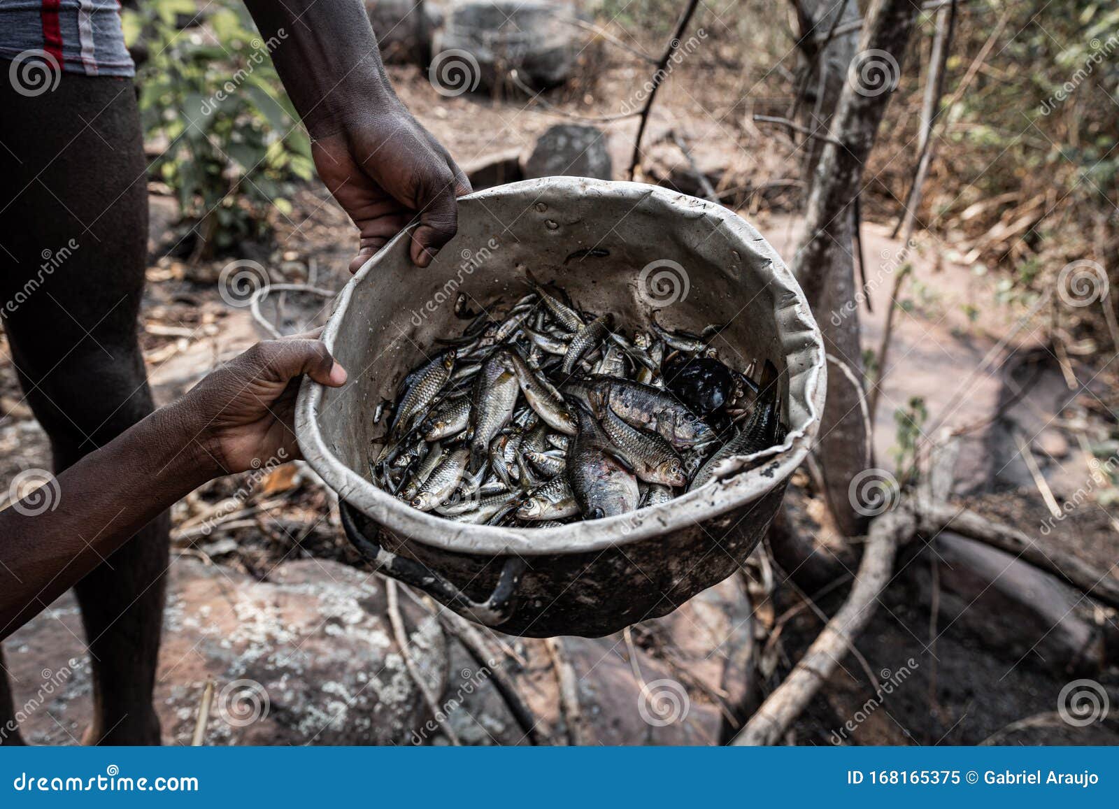 Small Fish for Lunch - Angola Stock Image - Image of lunch, angola ...
