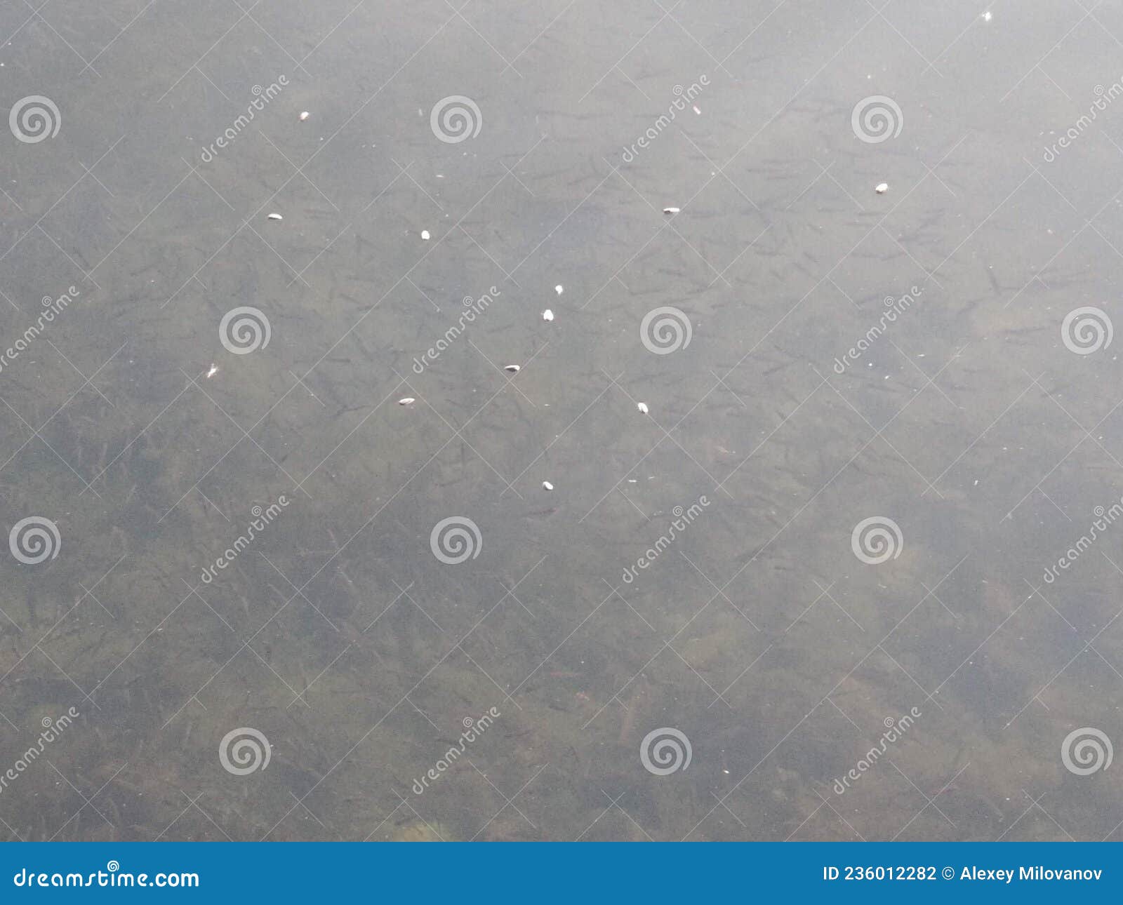 Small Fish Near the Surface of the Lake through Clear Water Stock Photo ...