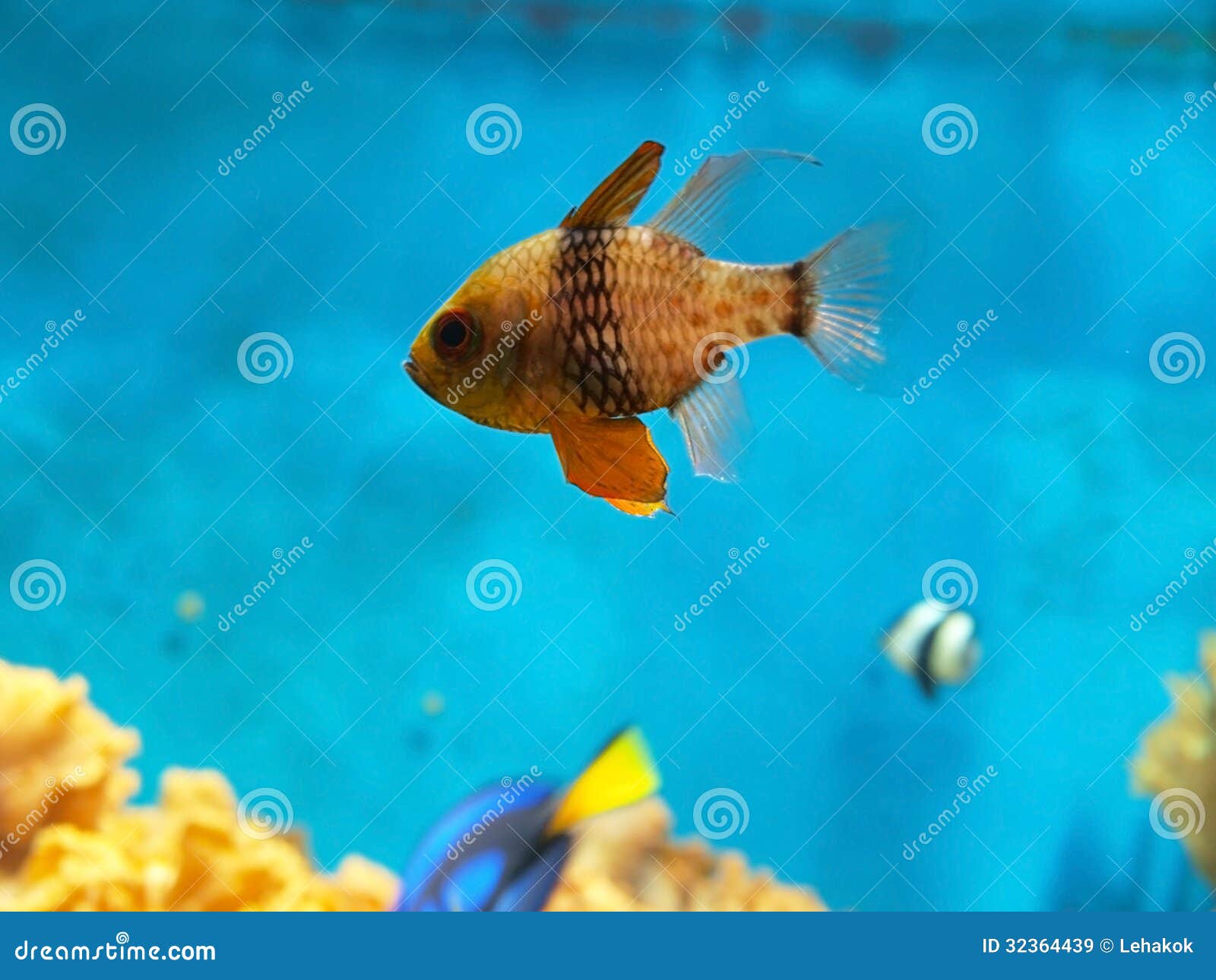 Small fish stock image. Image of exotic, macro, aquatic - 32364439