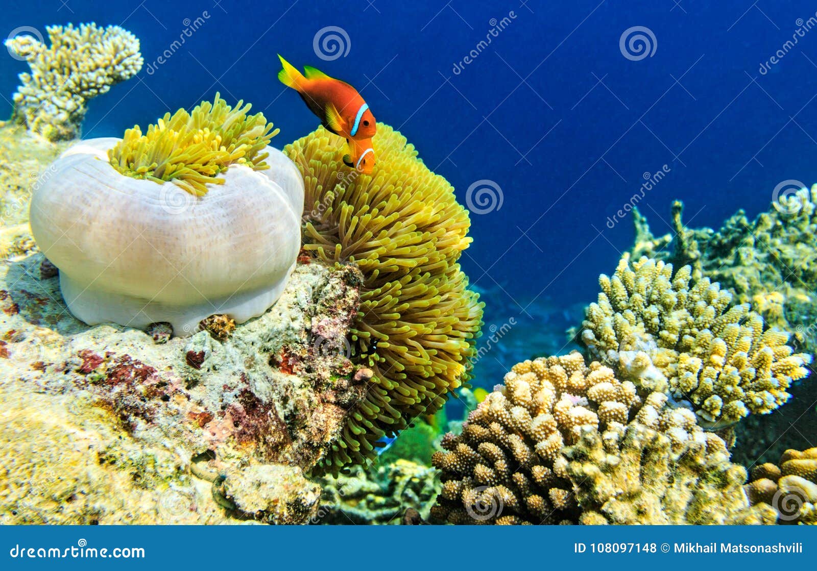 Small fish in an ocean stock photo. Image of marine - 108097148