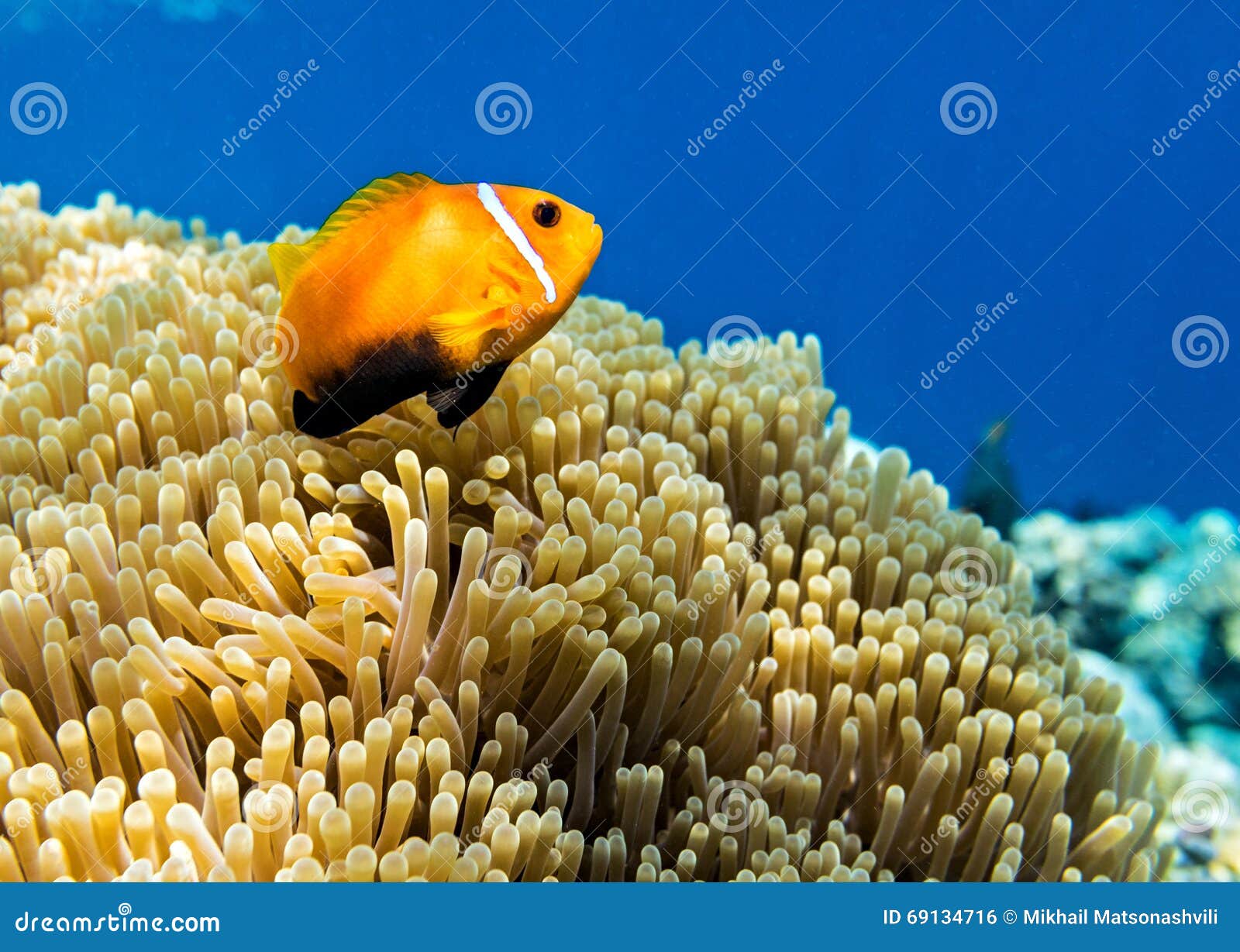 Small fish in an ocean stock photo. Image of egypt, maldives - 69134716