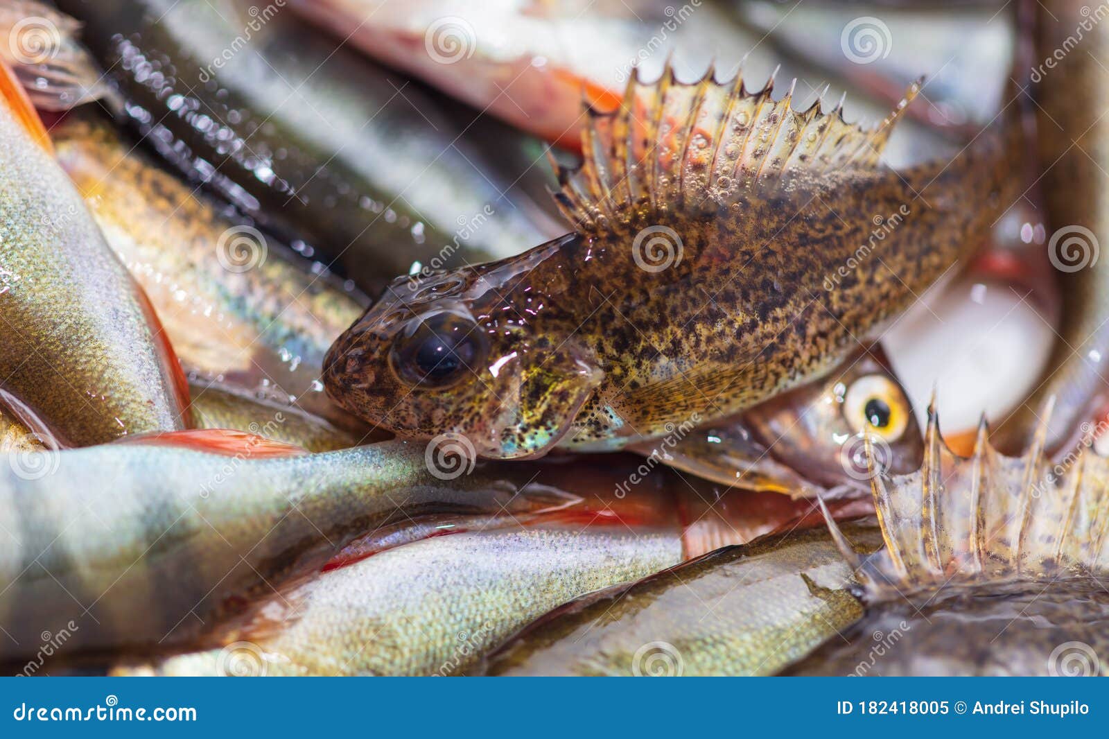 Small fish perch and ruff stock image. Image of freshwater - 182418005