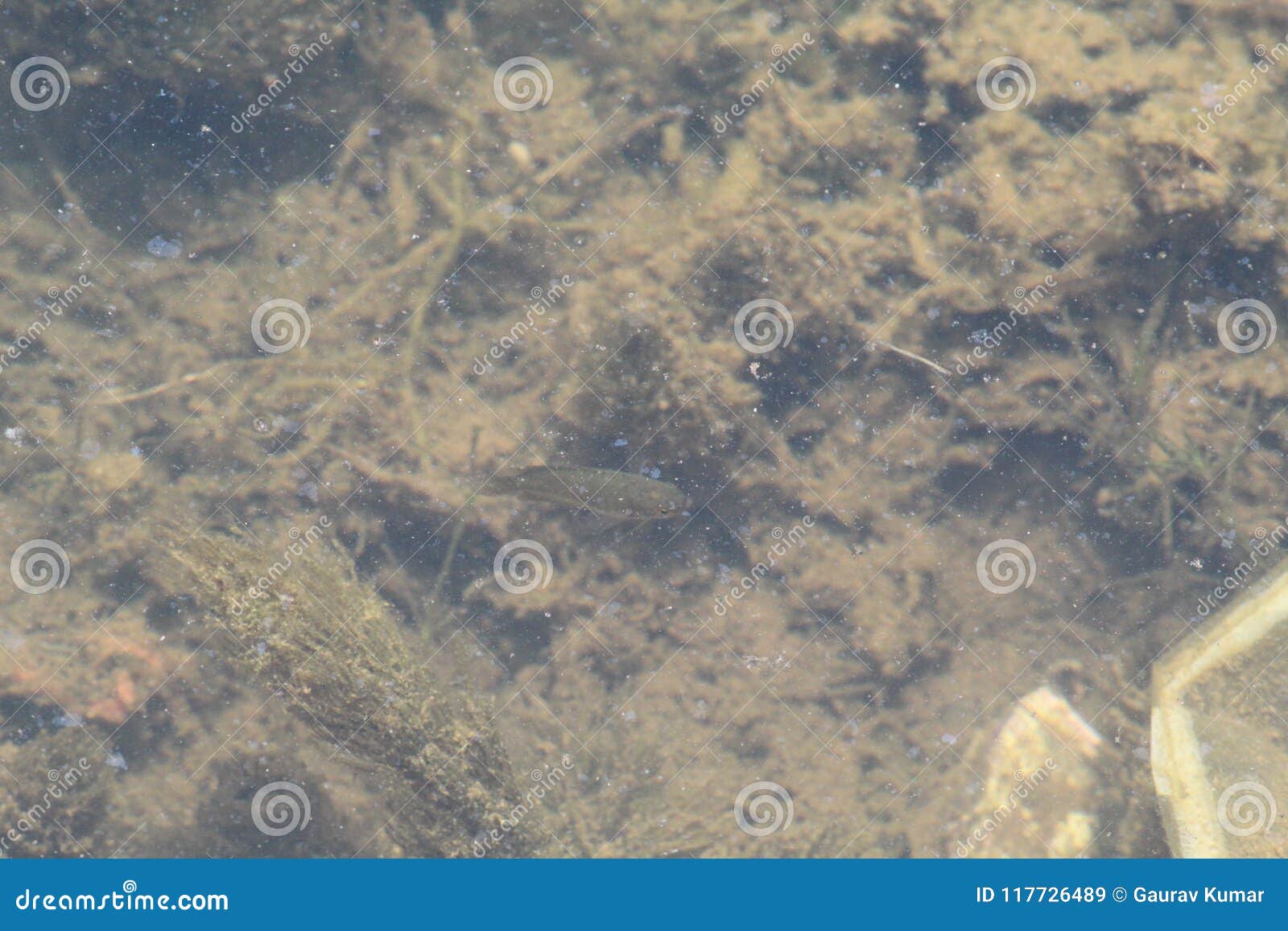 Small Fish in Pond Water stock image. Image of pond - 117726489