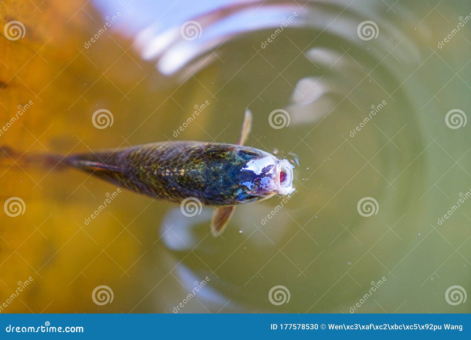 Small fish in pool water stock photo. Image of river - 177578530