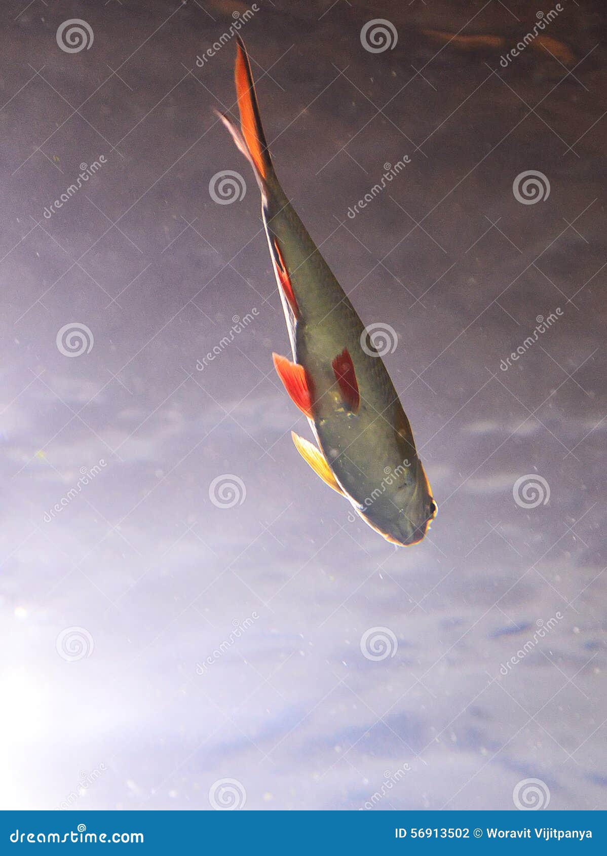 2,920 Small Fish Red Fin Photos - Free & Royalty-Free Stock Photos from ...