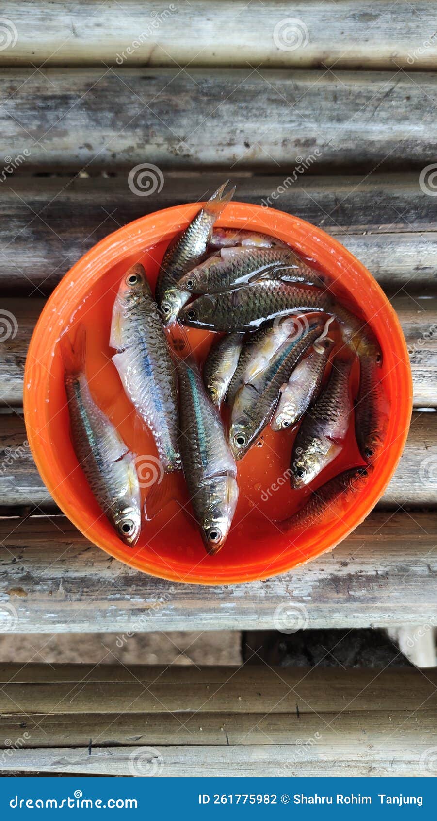 Small Fish from the Small River Stock Photo - Image of nature, fish ...